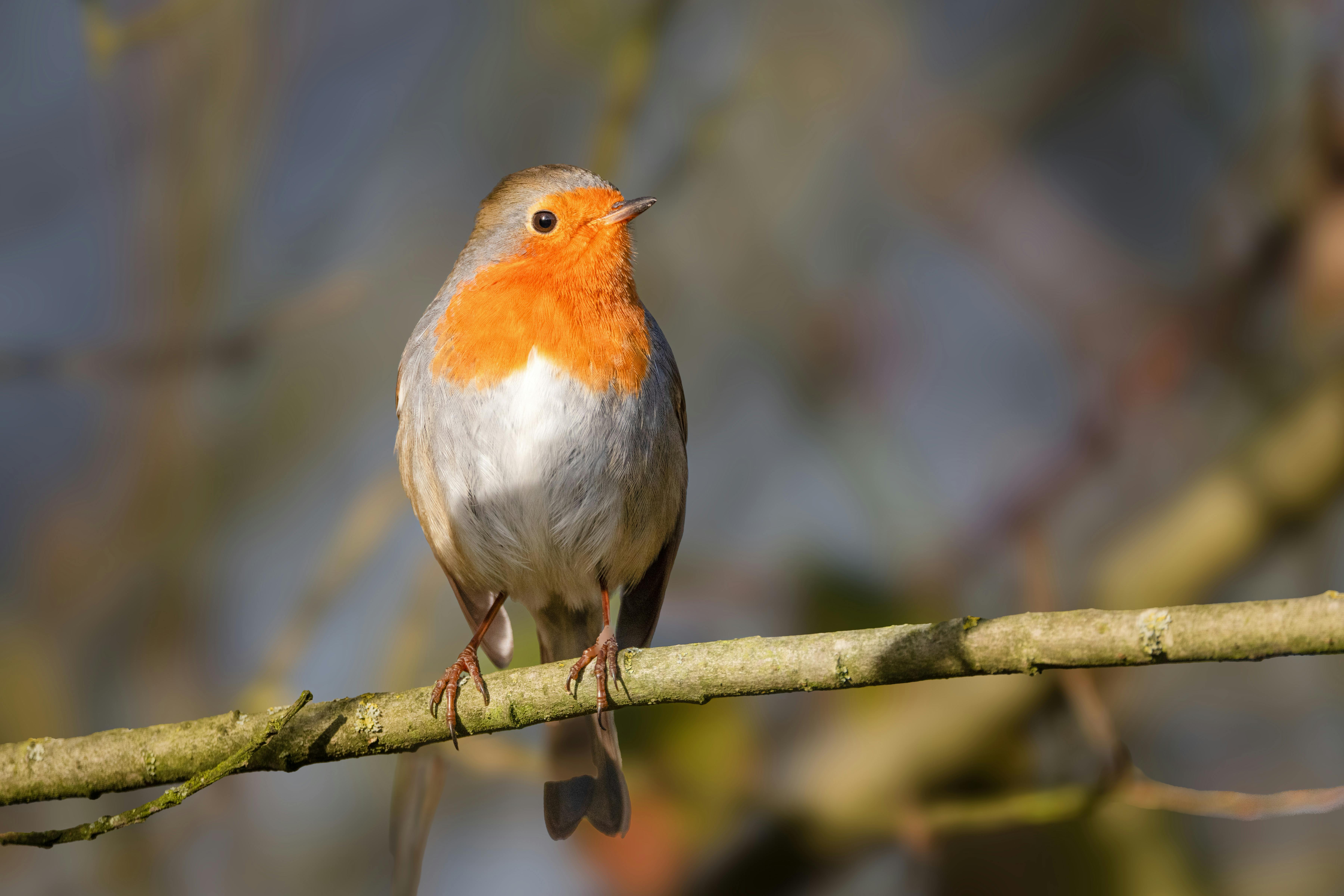 2 000+ Laura+sanko+breasts banque d’images et photos libres de droit ...