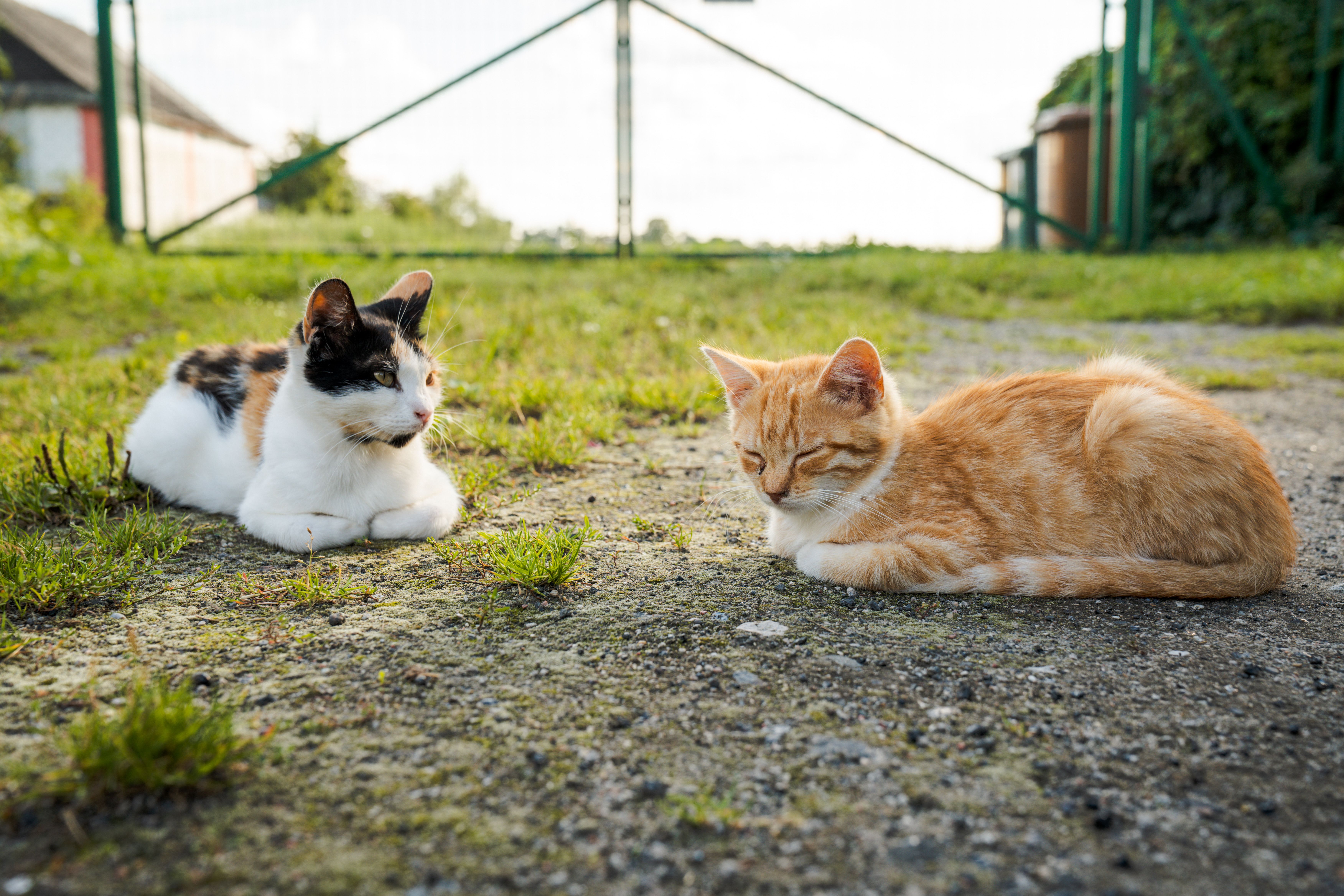 Real Cats Photos, Download The BEST Free Real Cats Stock Photos & HD Images