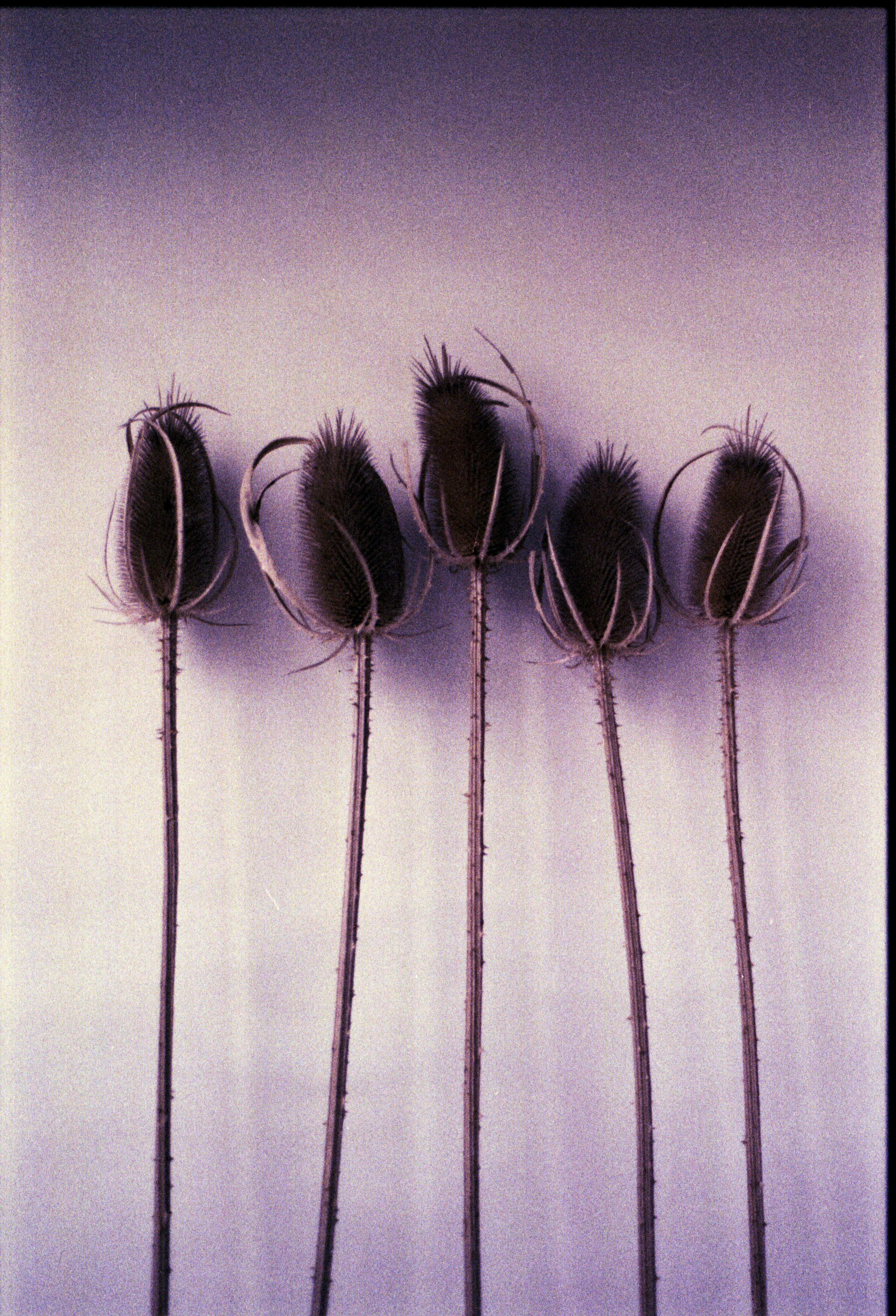 Bodegón Artístico De Flores De Cardo Secas · Foto de stock gratuita