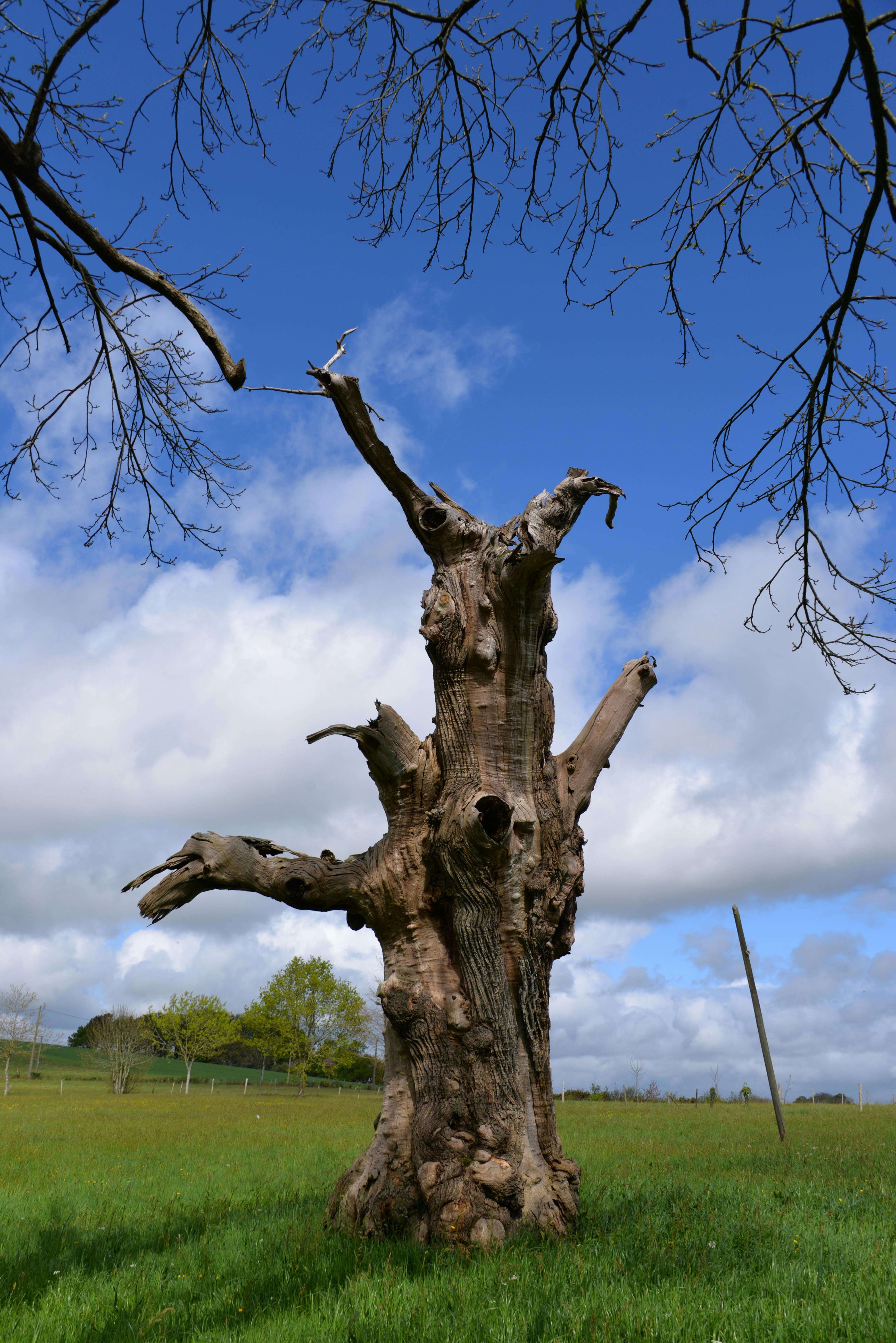 Ancient Oak Tree in Bretagne Countryside · Free Stock Photo