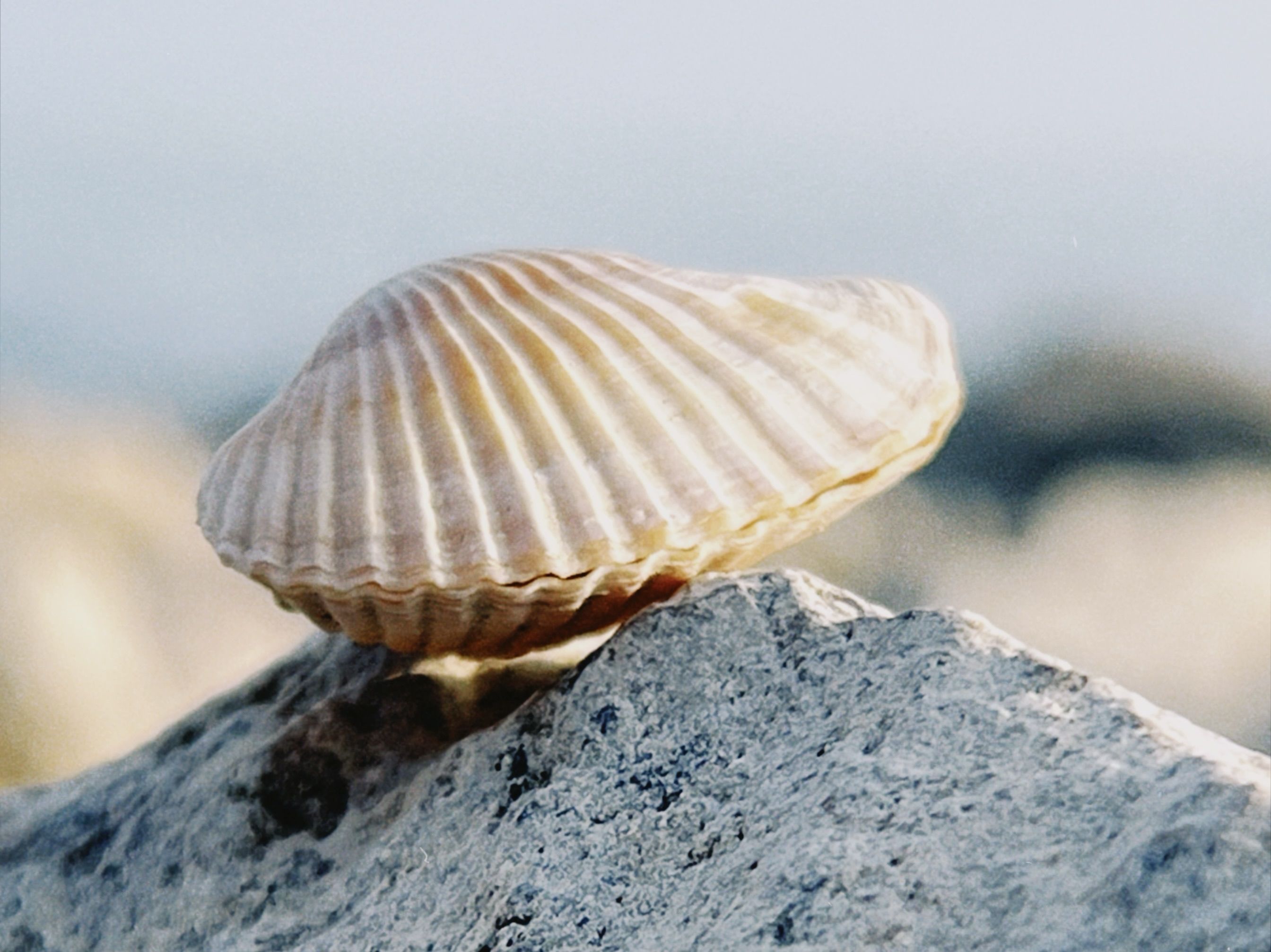 Seashell on Rocky Surface in Natural Light · Free Stock Photo