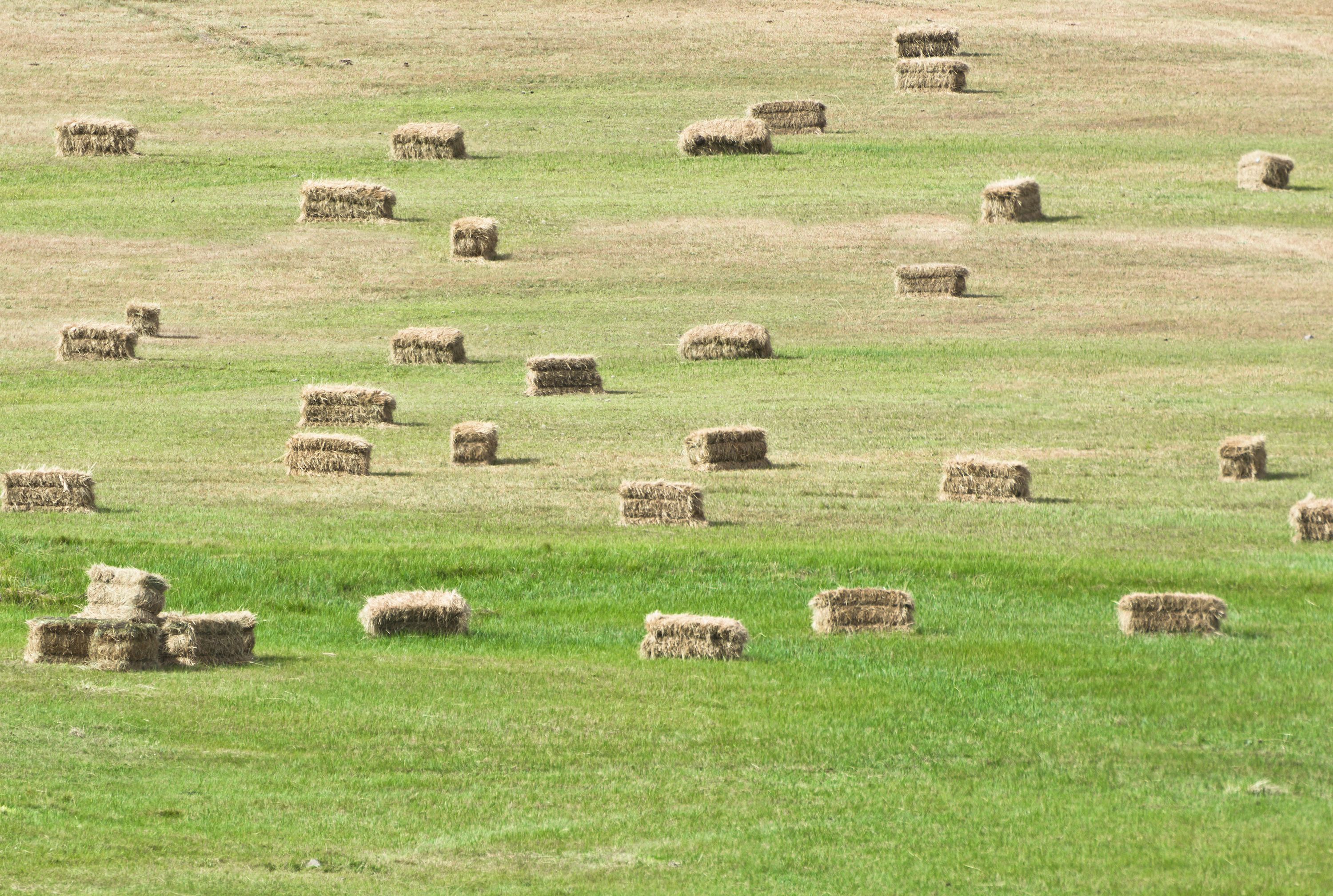 Scenic Field of Hay Bales Under Bright Sunlight · Free Stock Photo