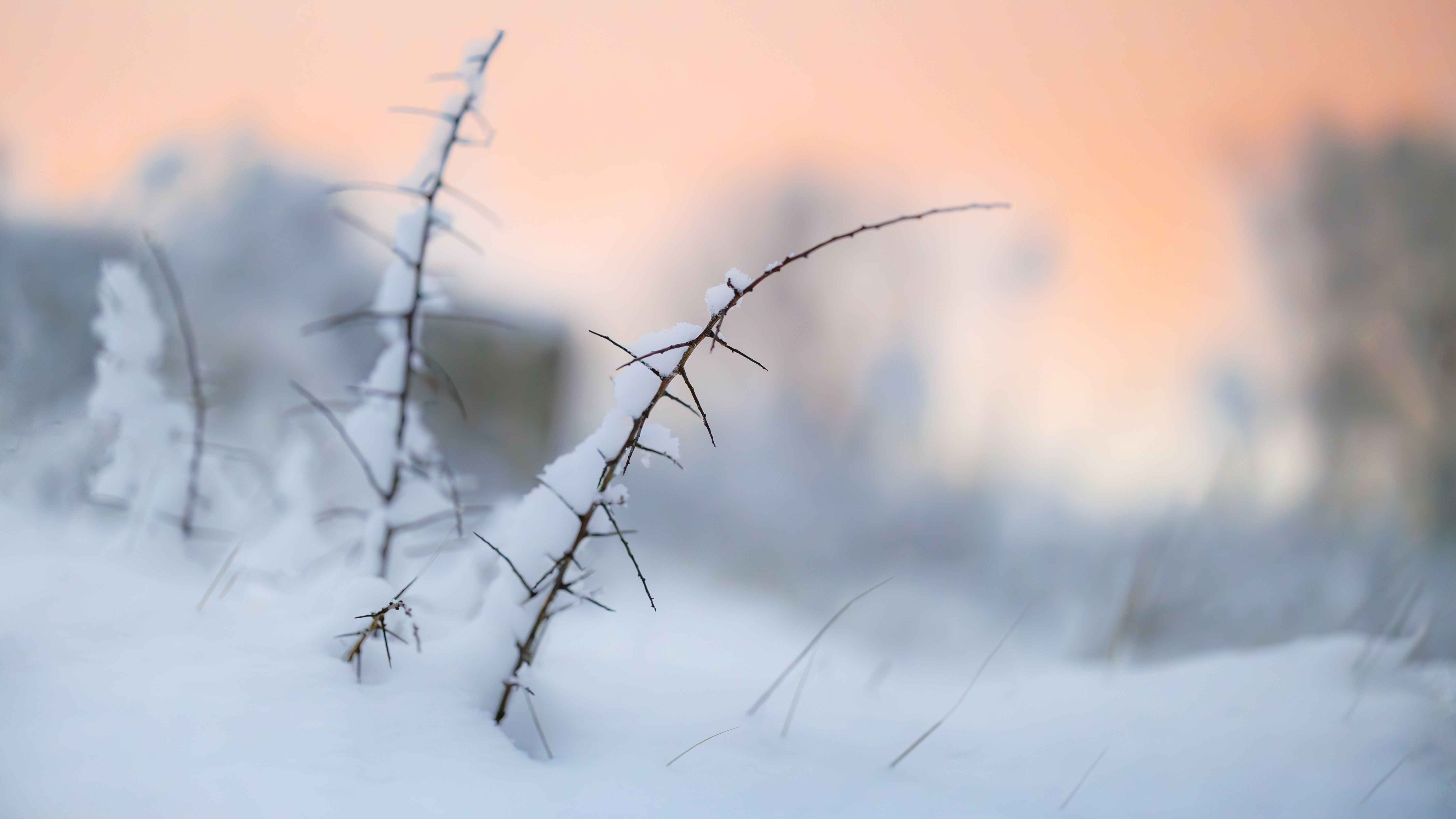 Serene Winter Landscape with Snow and Sunset · Free Stock Photo