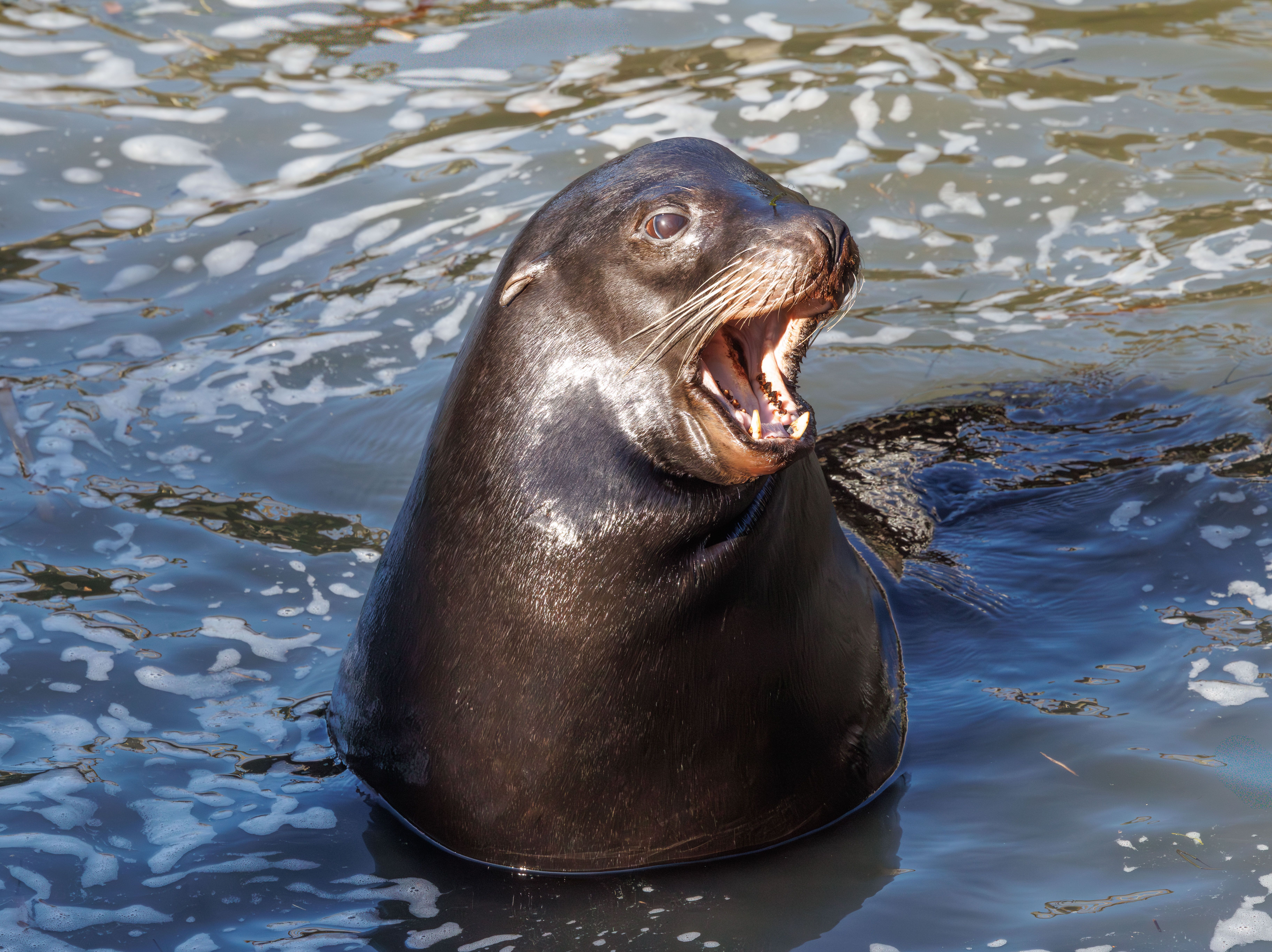 Close-Up of Yawning Sea Lion Beach Photo · Free Stock Photo