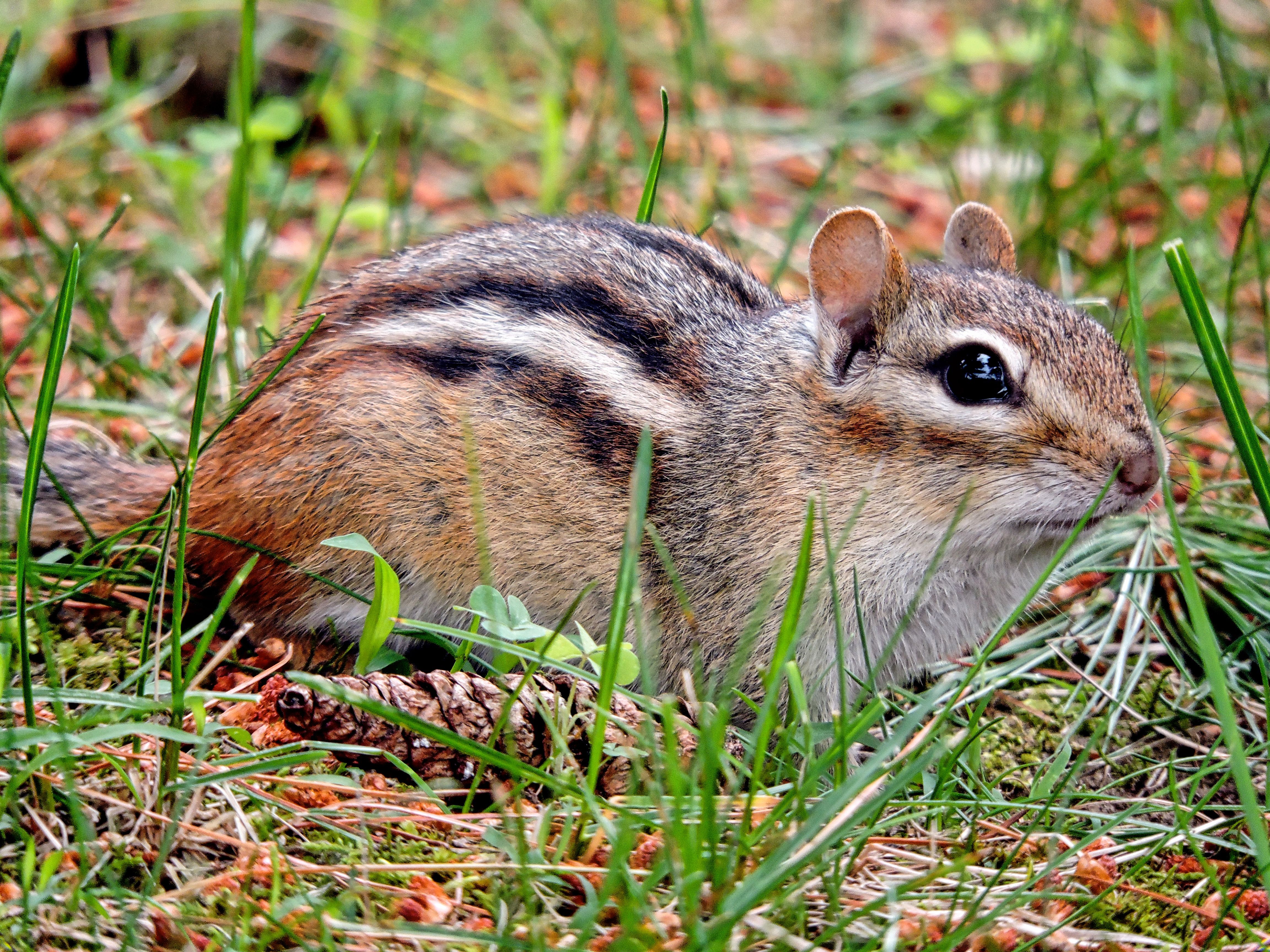 Chipmunk in Toronto Greenery, A Close-Up View · Free Stock Photo