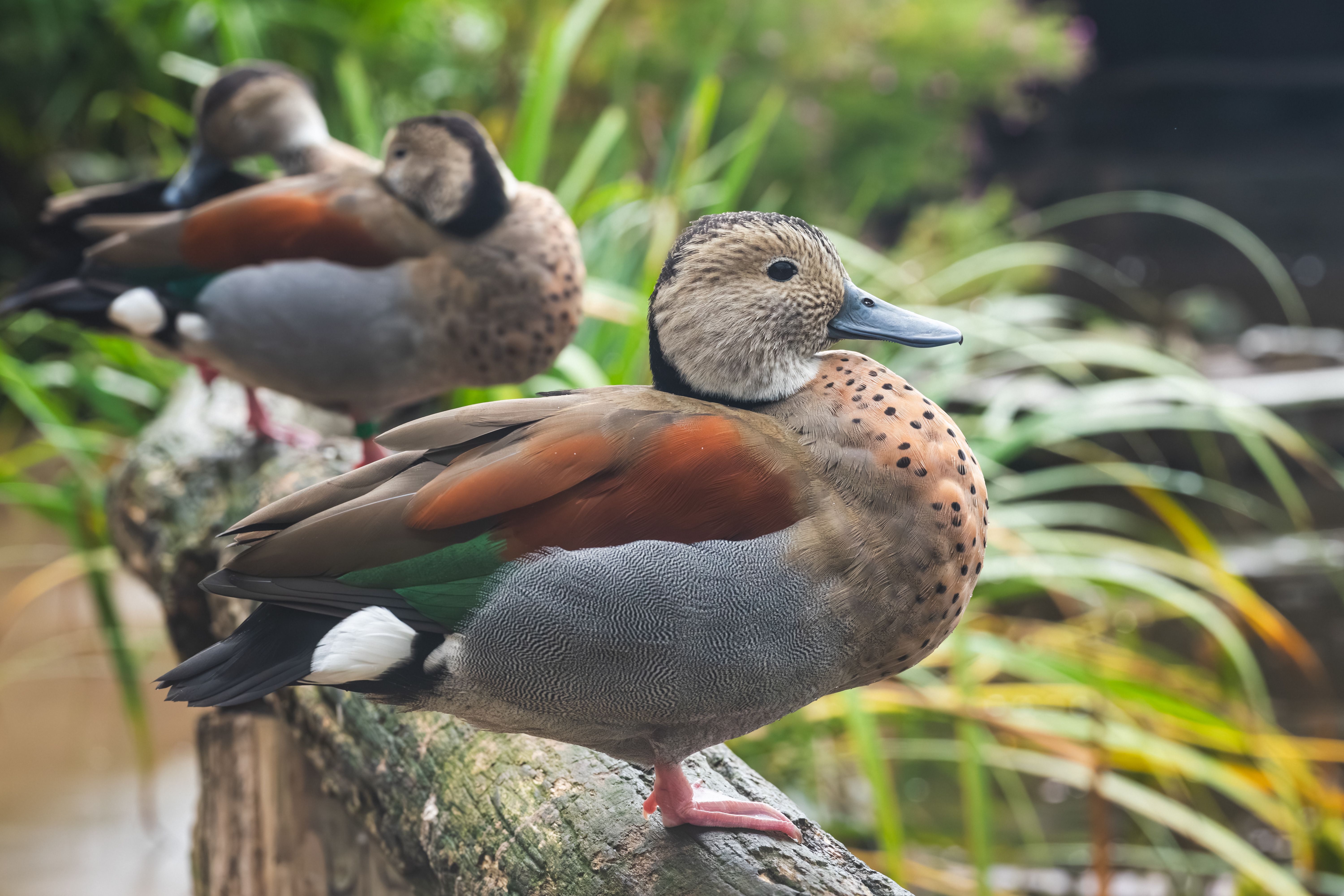 Wildlife Animals In Forest Photos, Download The BEST Free Wildlife ...