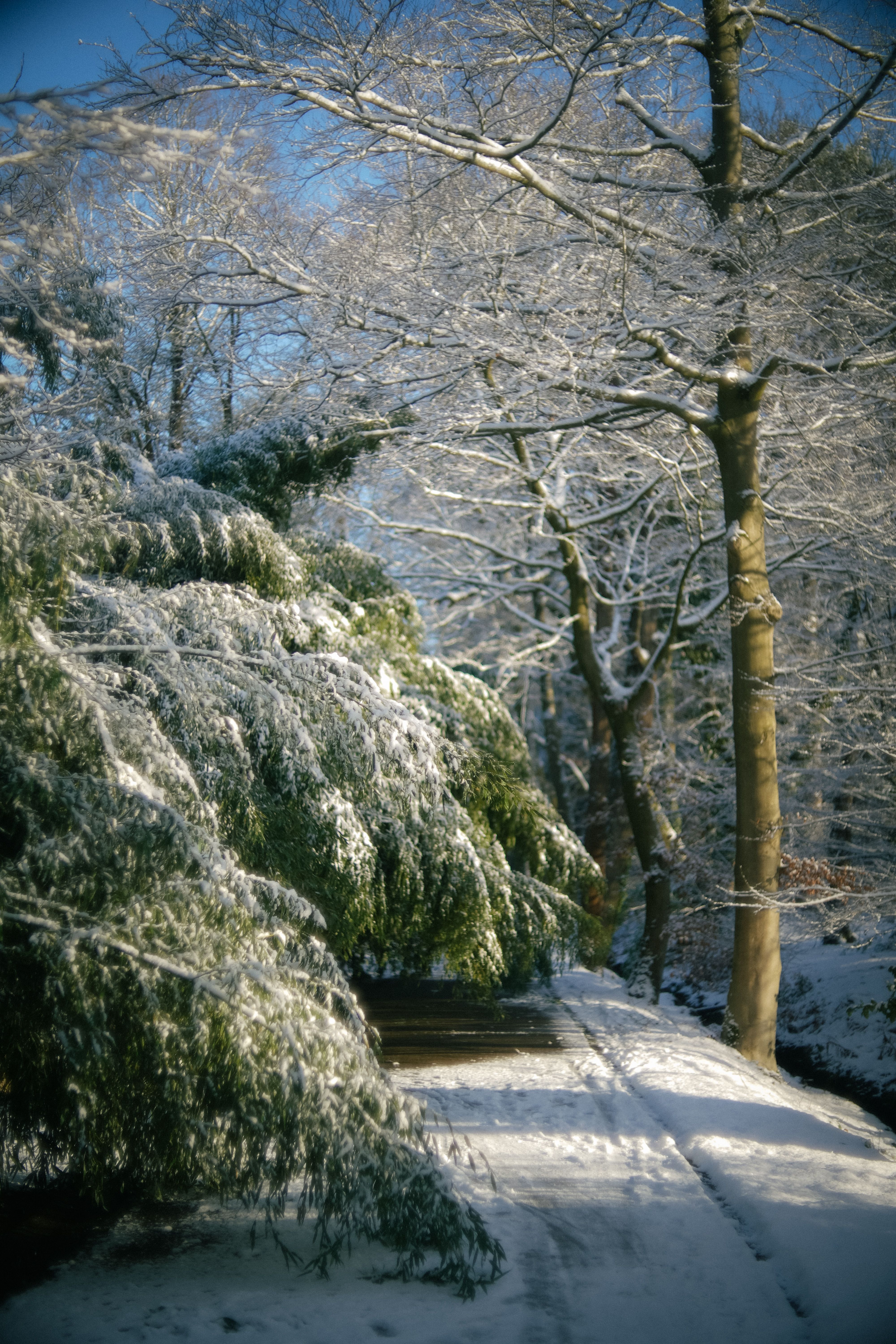 Hoarfrost In Oisterwijk, Netherlands Photos, Download The BEST Free ...