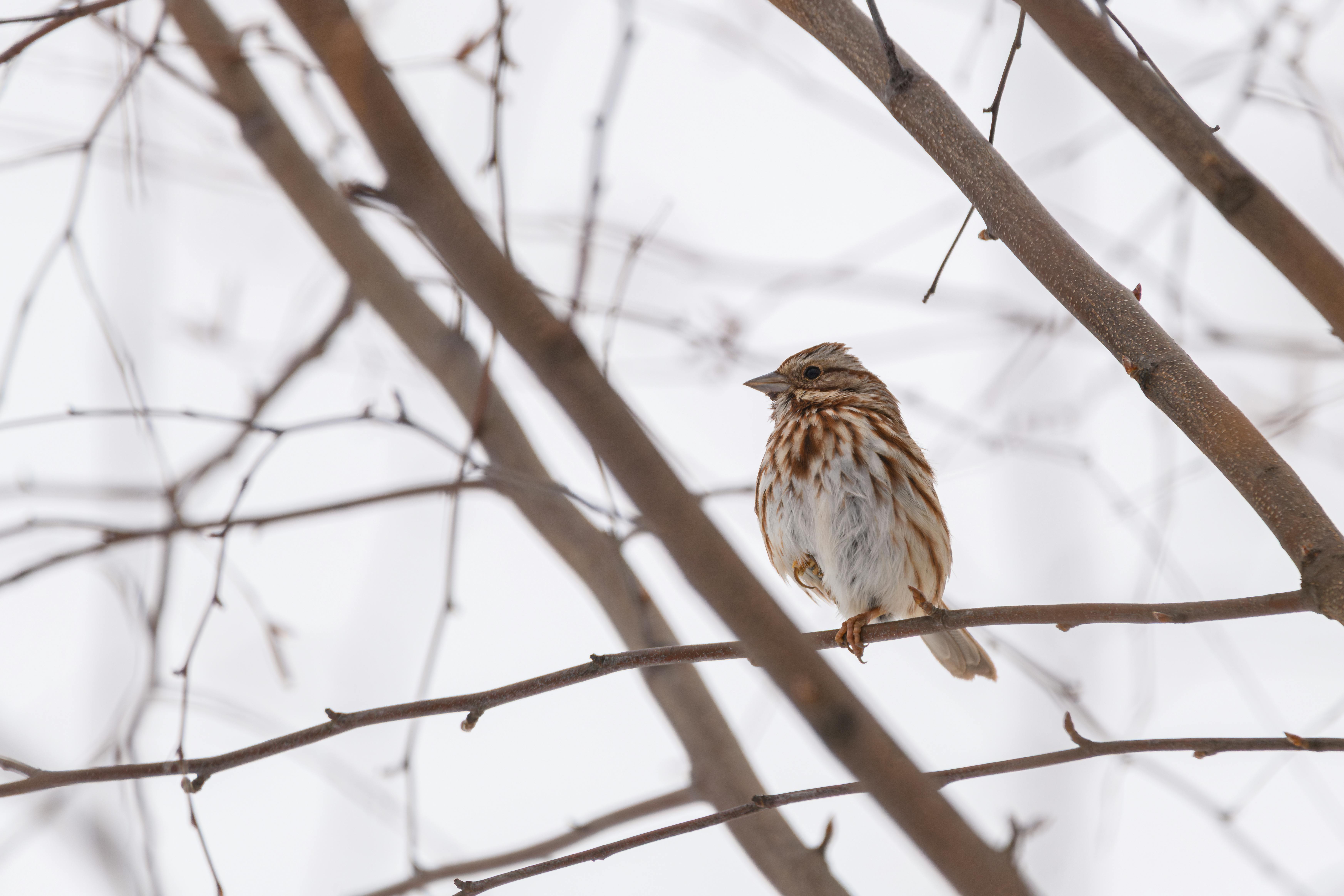 Song Sparrow Perched on Winter Branch in Pennsylvania · Free Stock Photo