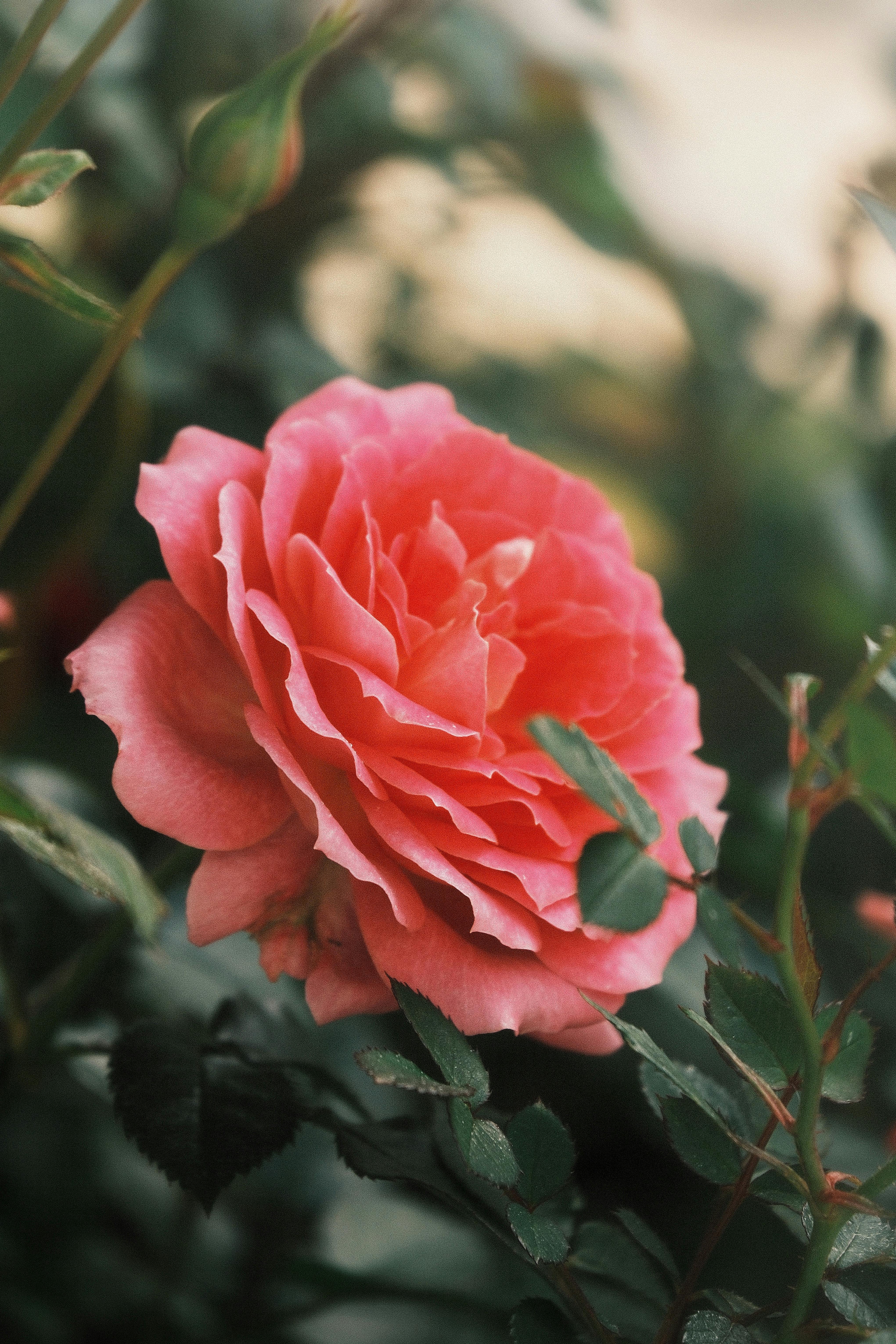 Scroller+Beautiful+Women Photos, Download The BEST Free Scroller ...