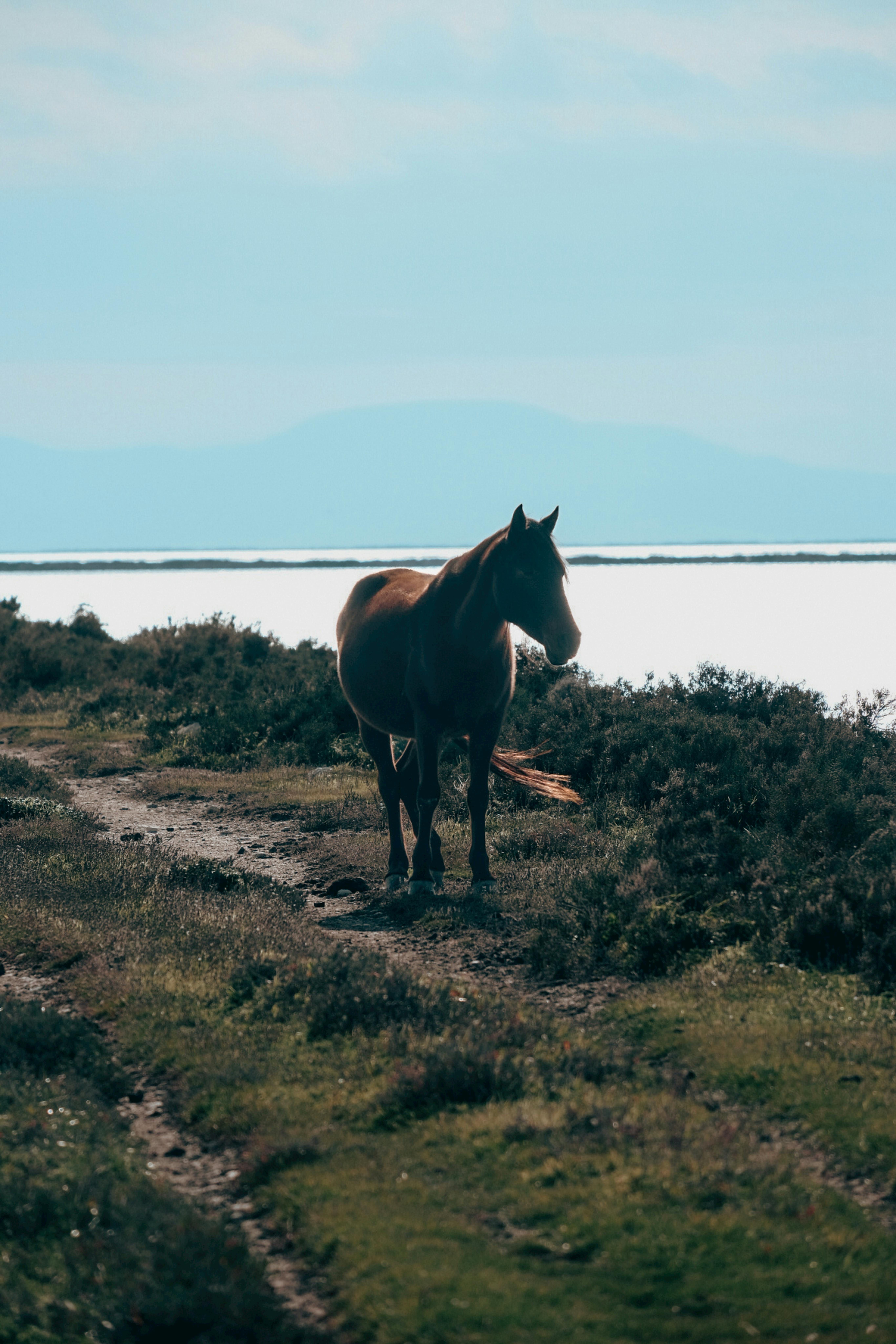 Peaceful Horse in Tranquil Outdoor Setting · Free Stock Photo