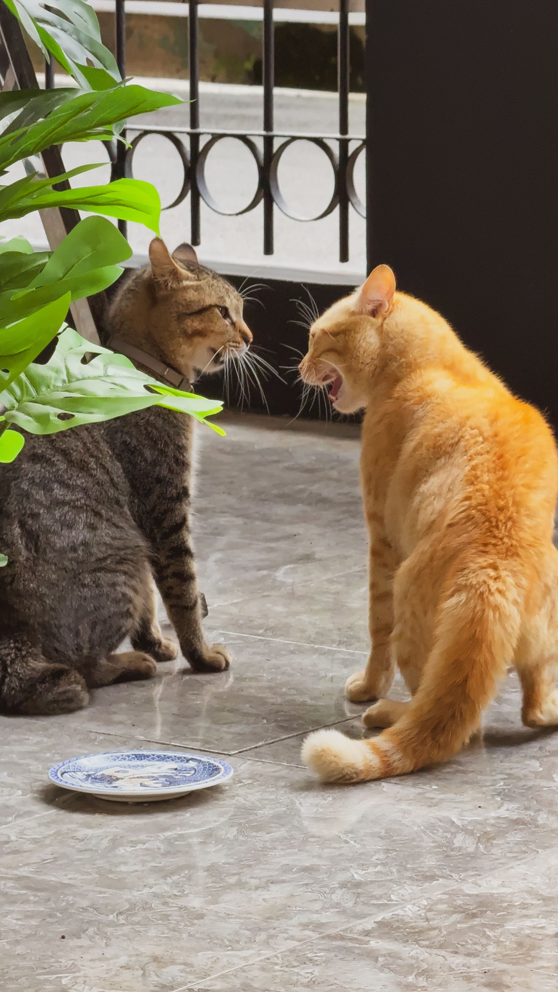 Real Cats Photos, Download The BEST Free Real Cats Stock Photos & HD Images