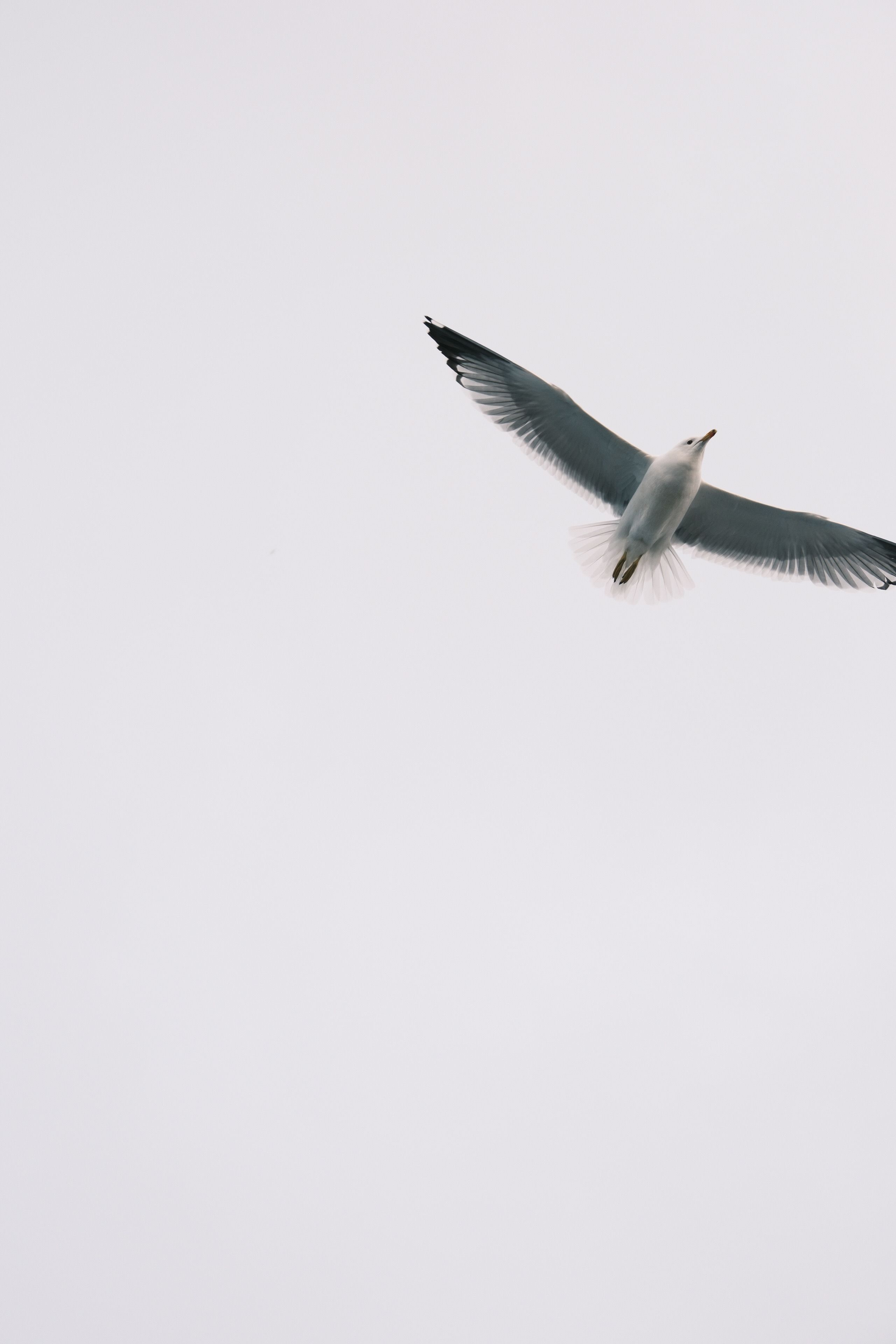 Flipping The Bird Photos, Download The BEST Free Flipping The Bird ...