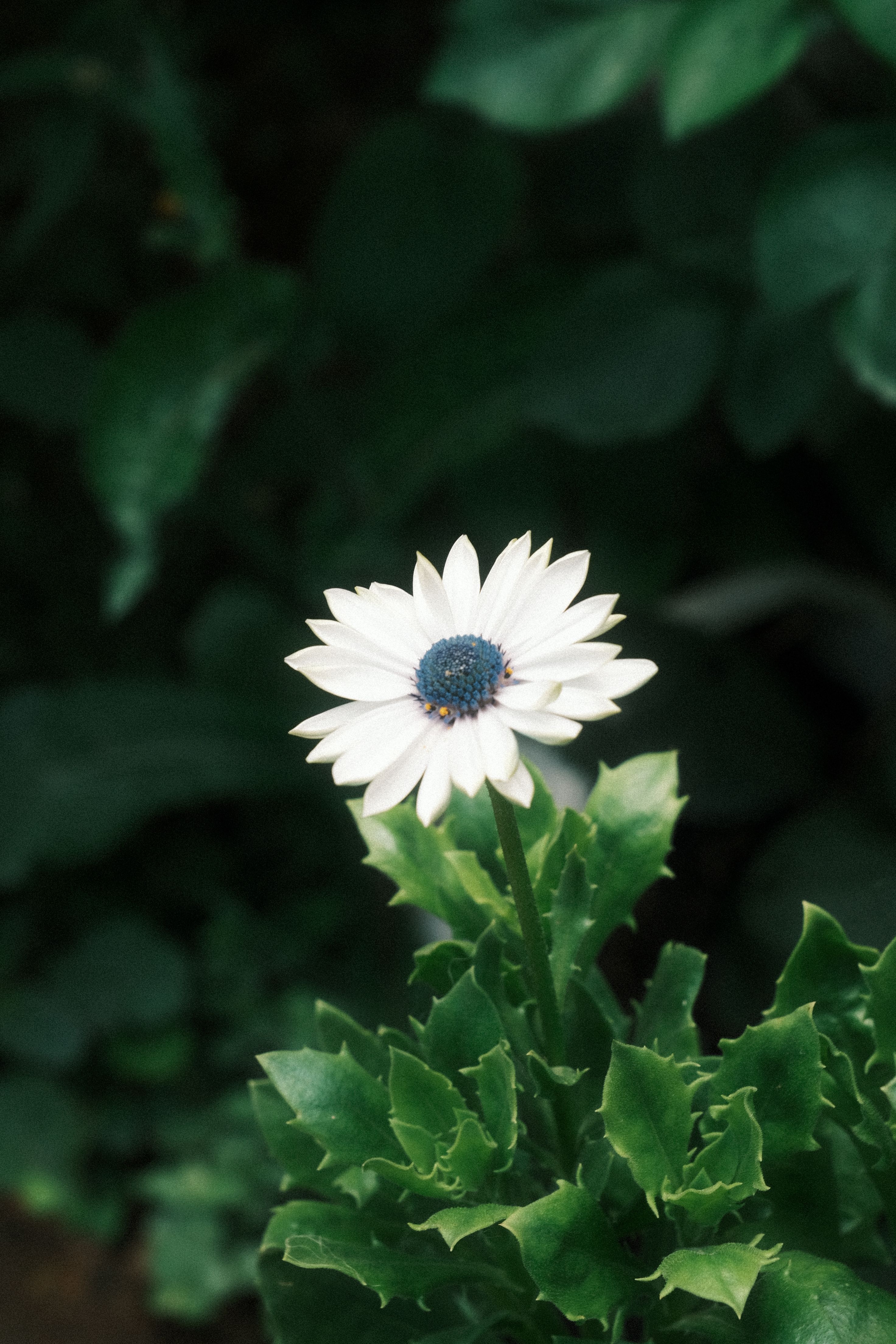 Tiktok Flower Photos, Download The BEST Free Tiktok Flower Stock Photos ...