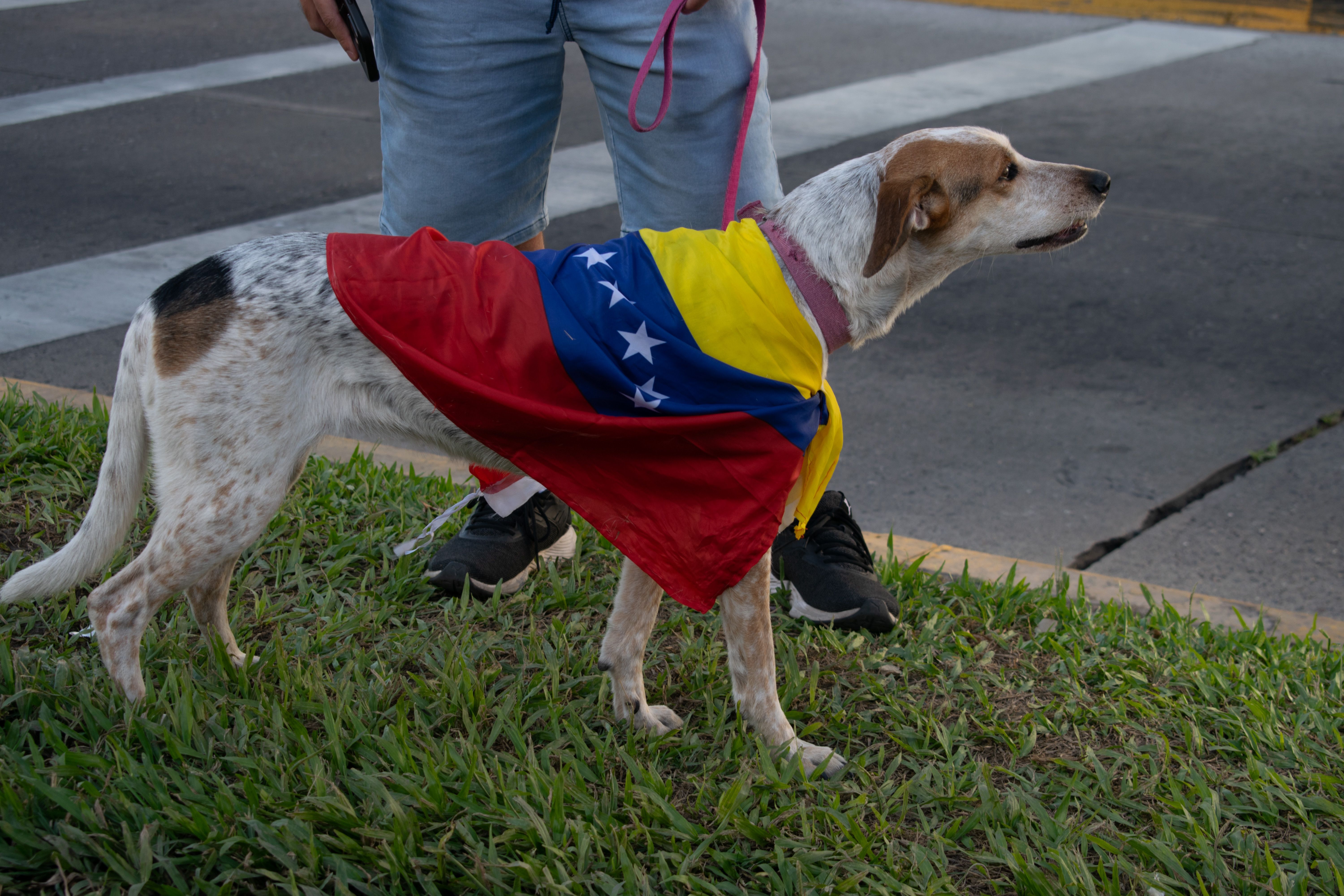 Dog Wearing Venezuelan Flag at Outdoor Event · Free Stock Photo