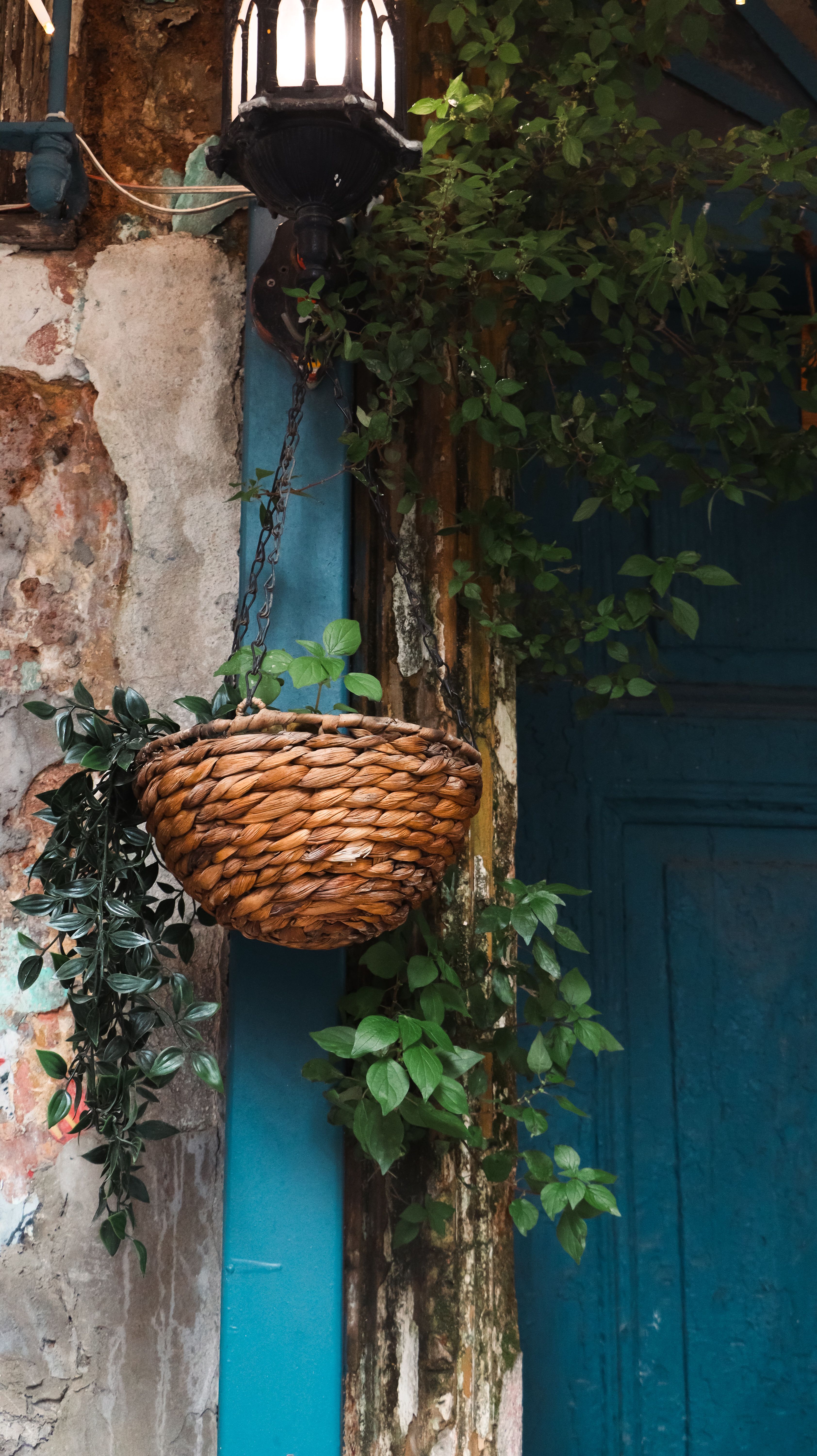 Charming Rustic Door with Hanging Basket · Free Stock Photo