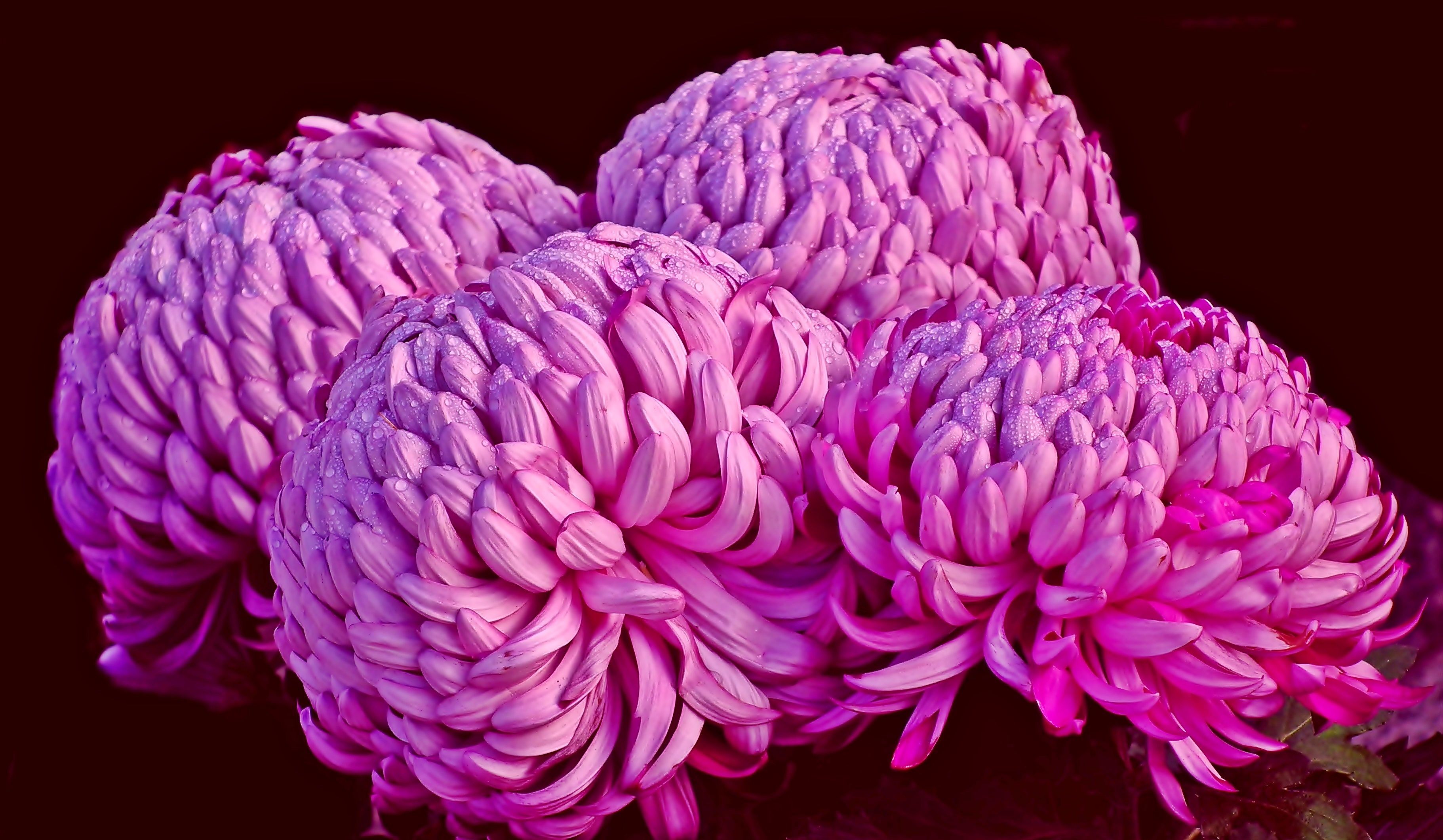 Gulab Flower Background Photos, Download The BEST Free Gulab Flower ...