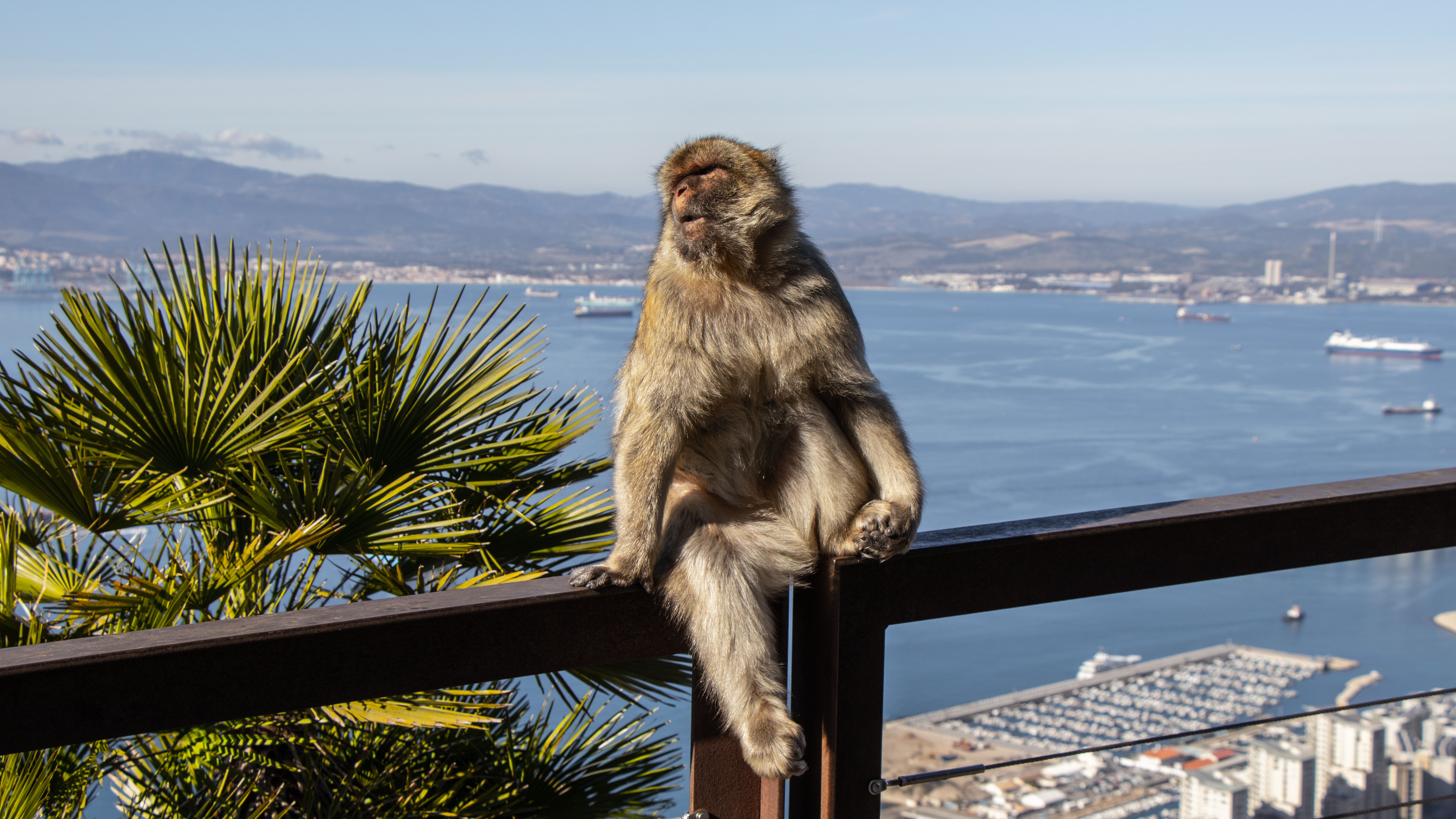 Monkey Buttocks Photos, Download The BEST Free Monkey Buttocks Stock ...