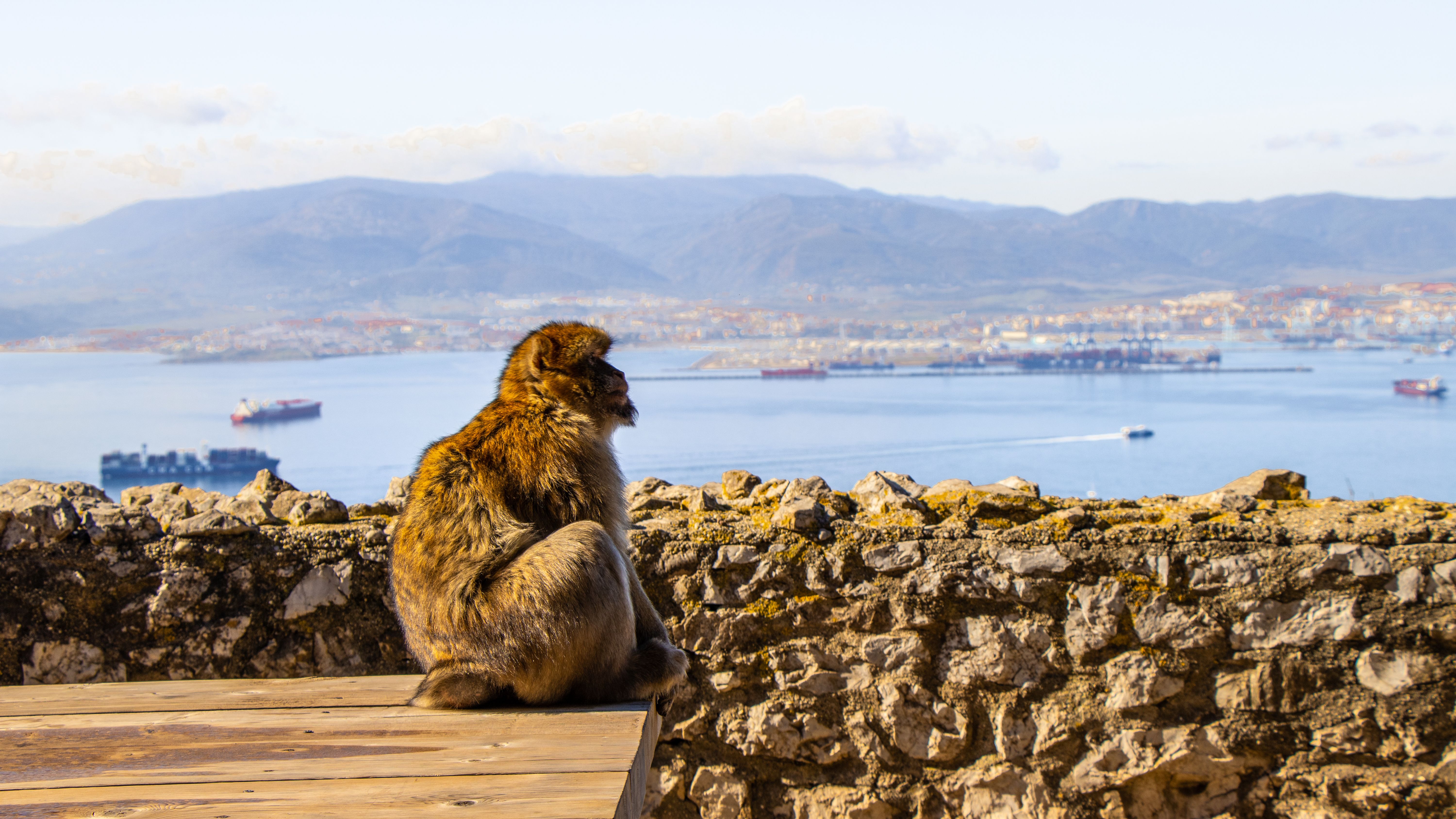 Ape Mean Photos, Download The BEST Free Ape Mean Stock Photos & HD Images
