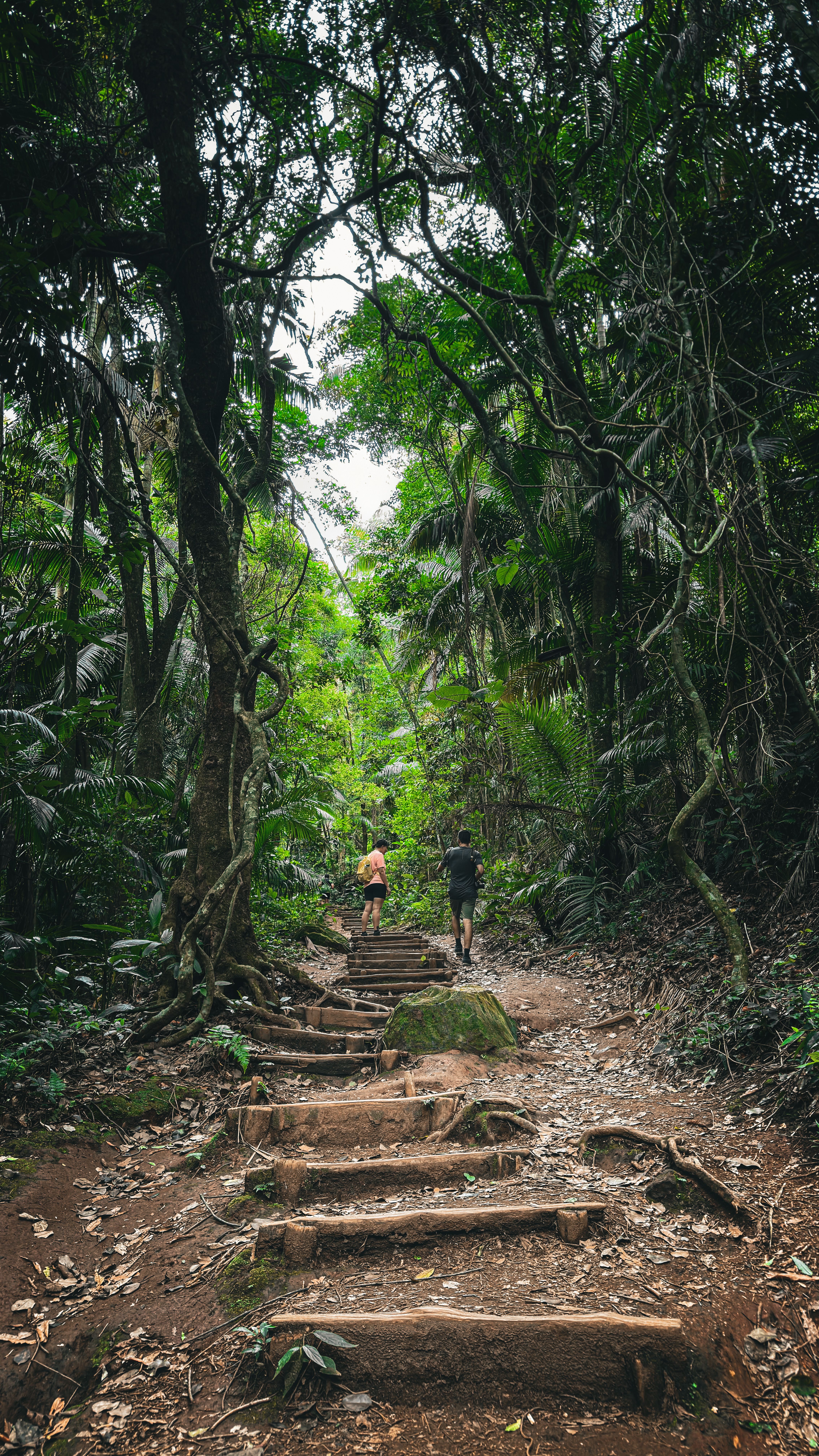 Lush Forest Trail Hike in Brazil's Nature · Free Stock Photo