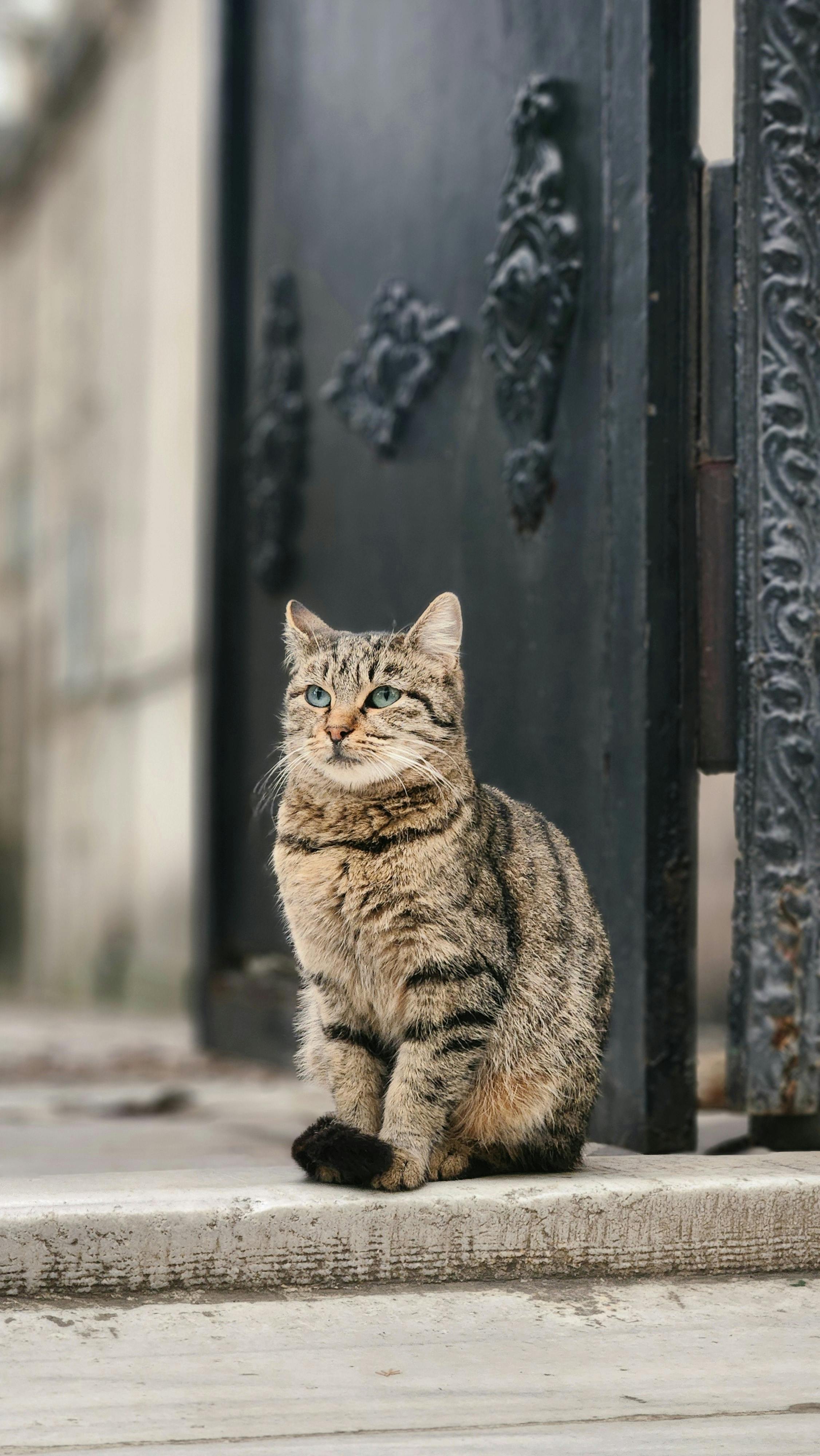 I.Pinimg+Images Photos, Download The BEST Free I.Pinimg+Images Stock ...