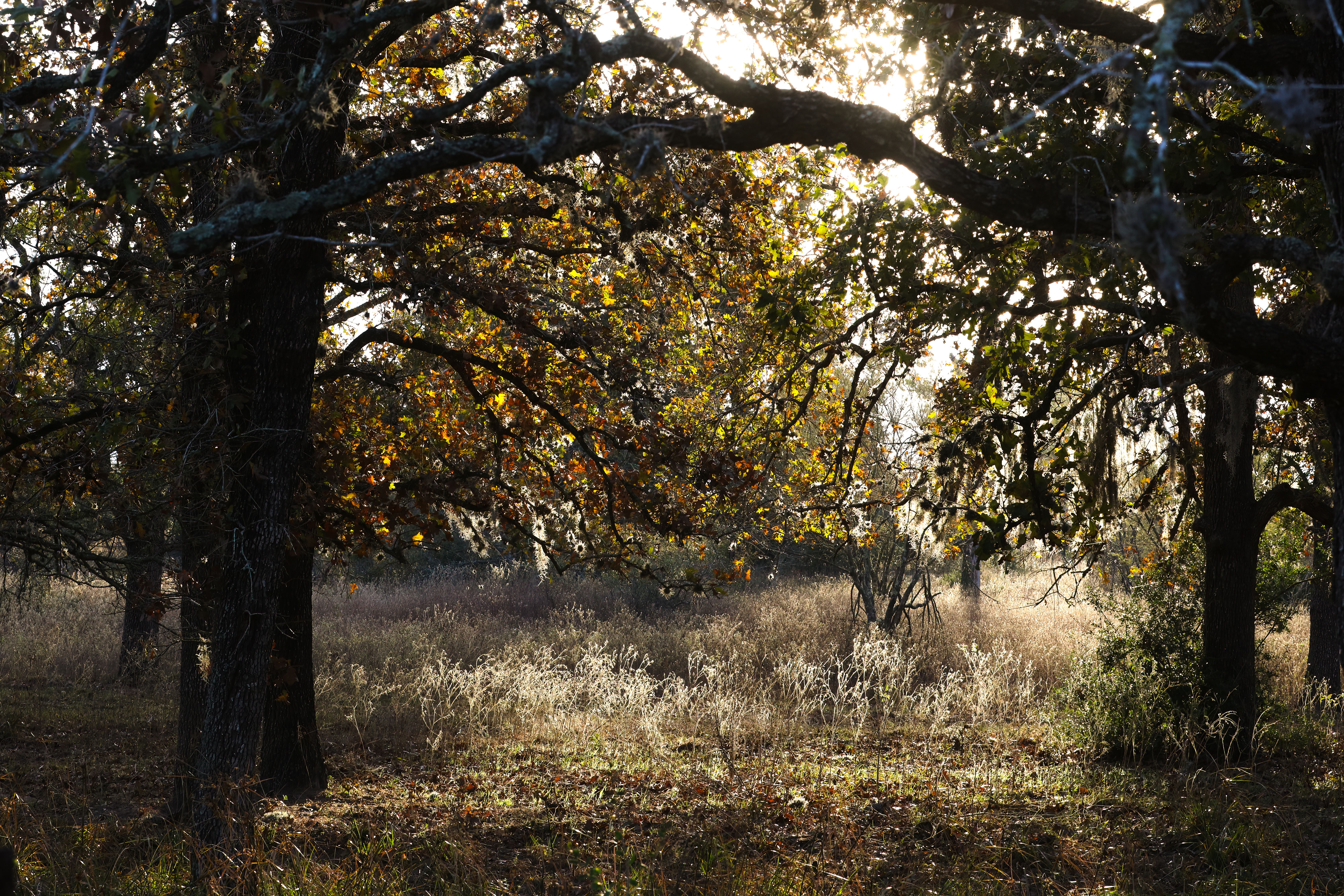 Sunlit Autumn Woodland in Texas · Free Stock Photo