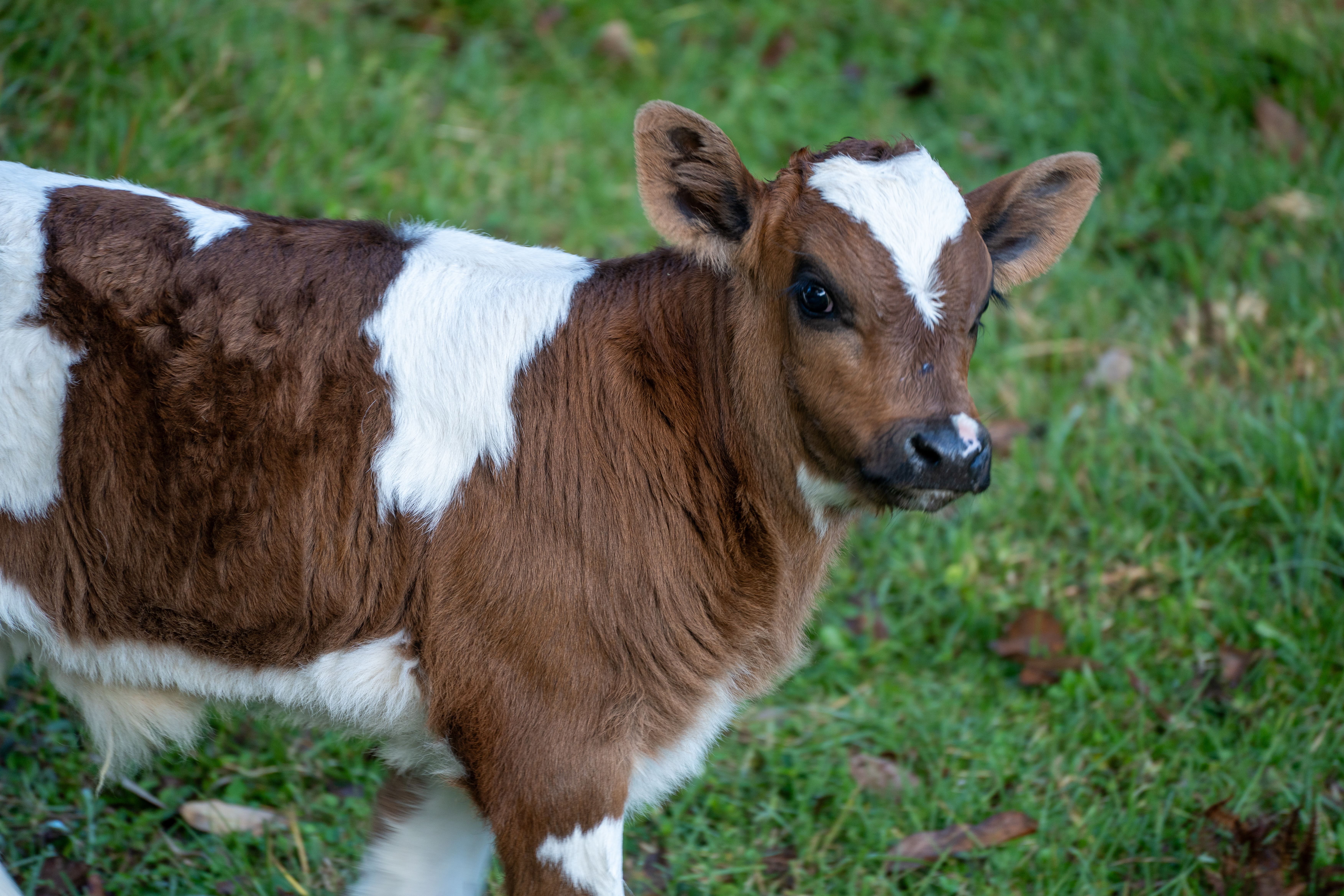 Young Calf Standing on Green Pasture · Free Stock Photo