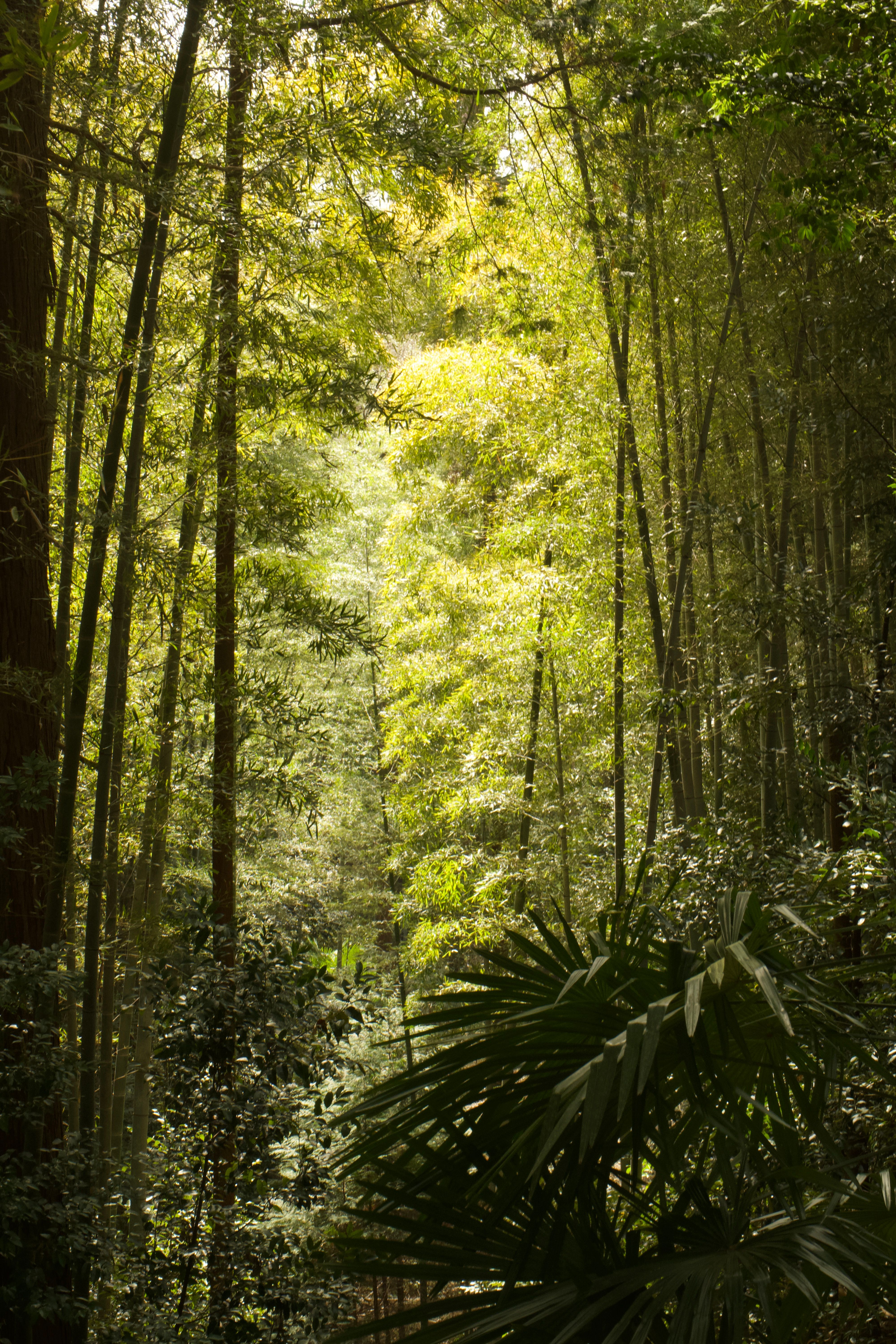 Japan Forest Photos, Download The BEST Free Japan Forest Stock Photos ...