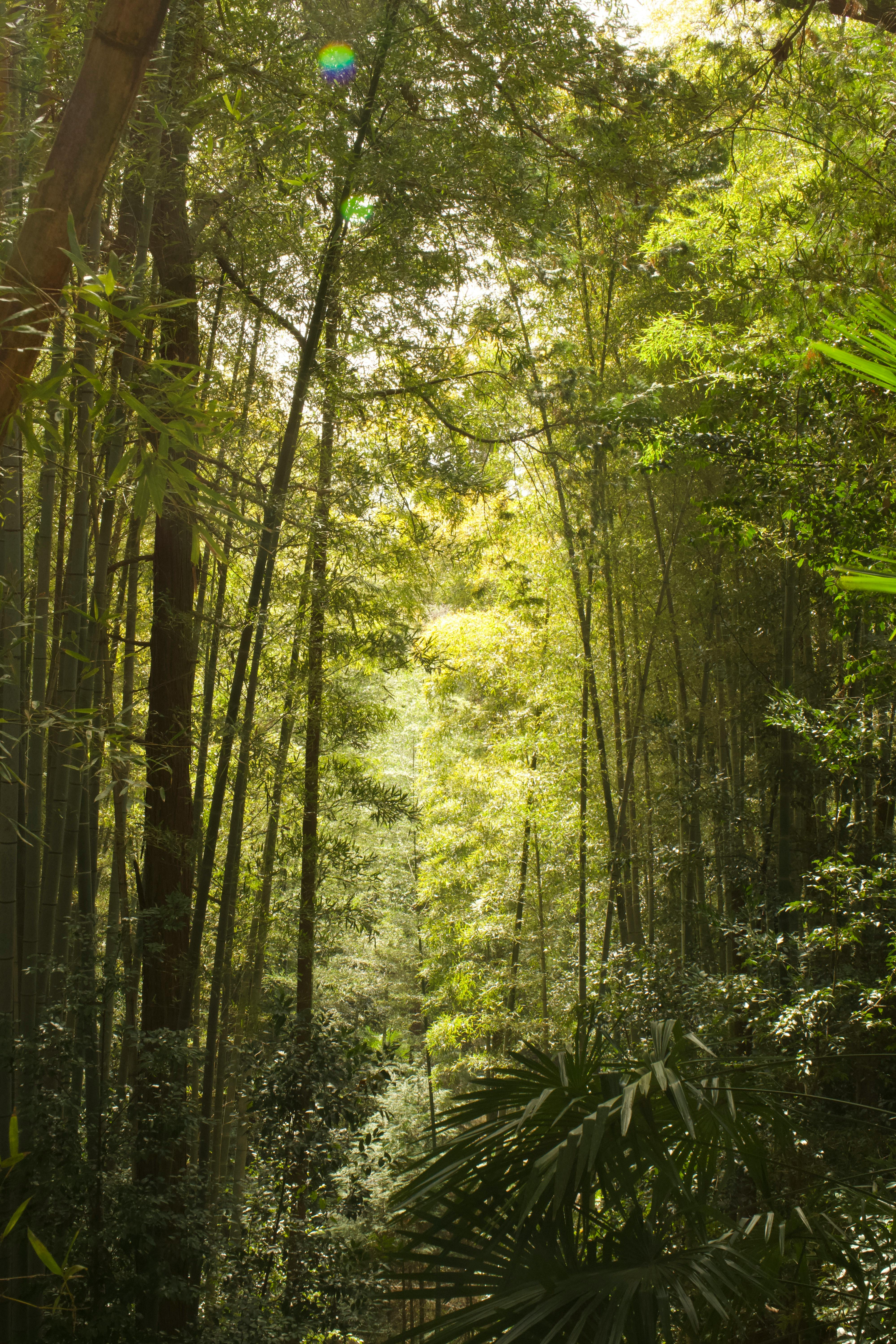 Serene Bamboo Forest in Sunlight, Japan · Free Stock Photo