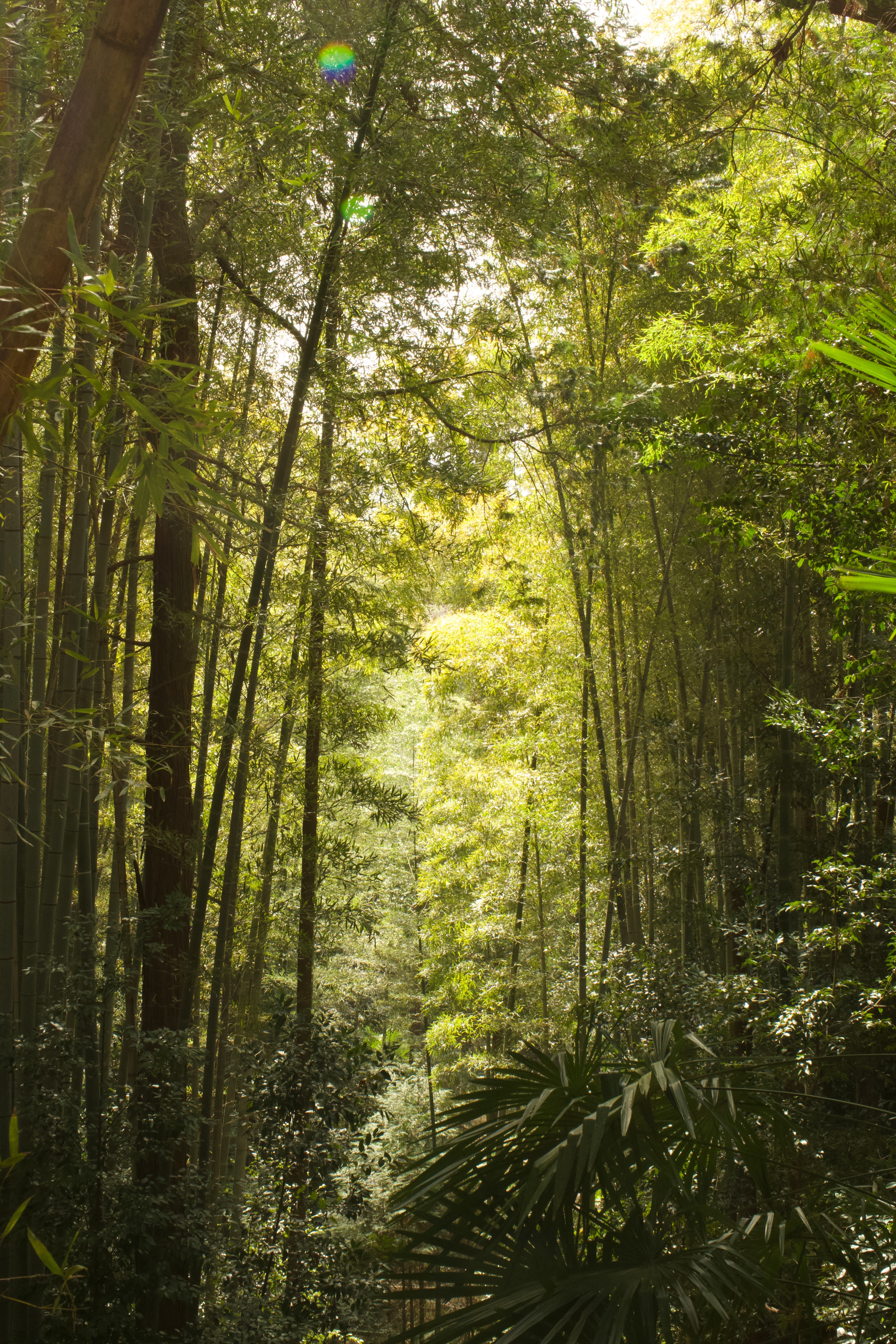 Japan Forest Photos, Download The BEST Free Japan Forest Stock Photos ...