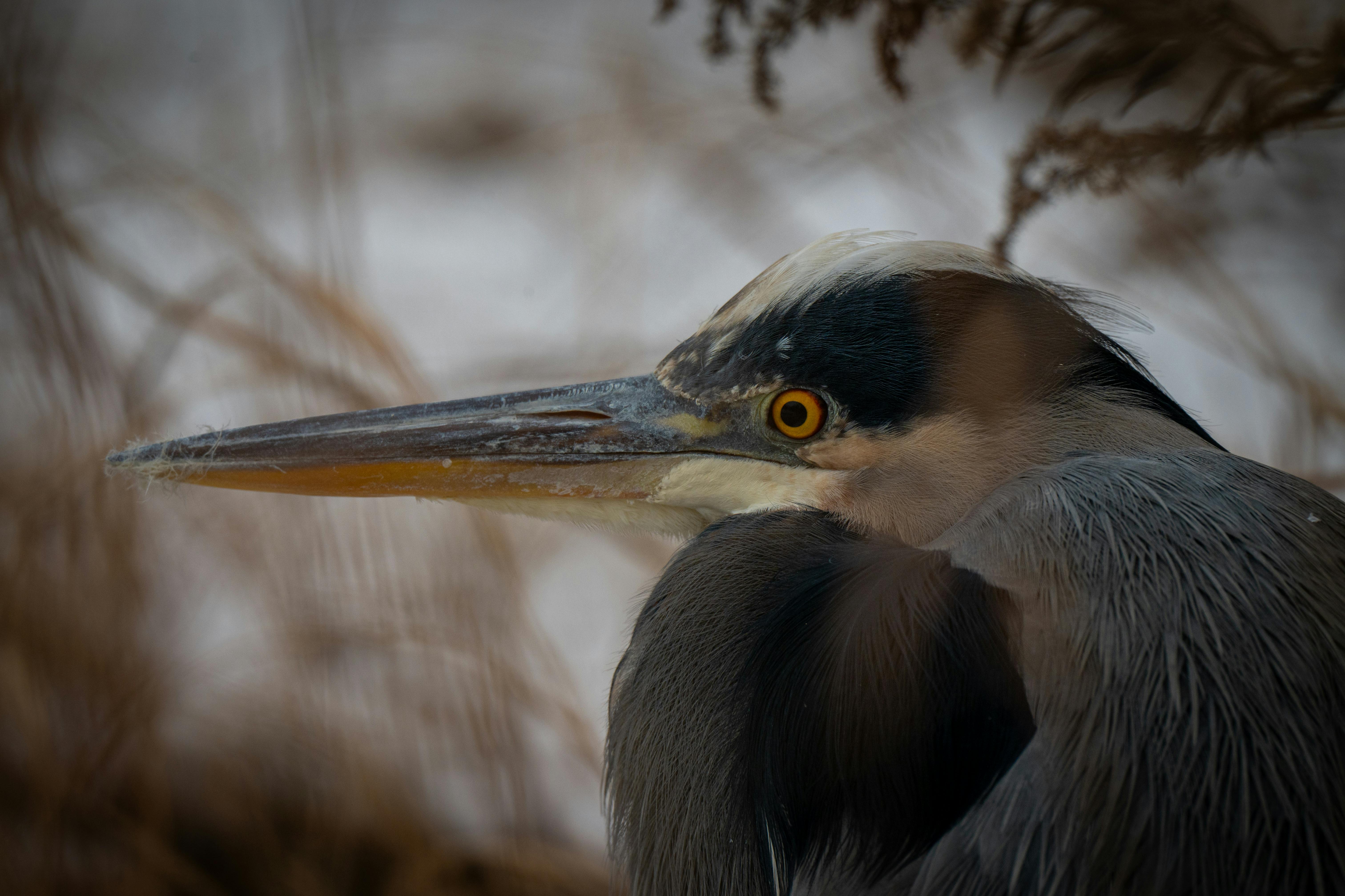 Close-up of a Great Blue Heron in Winter Habitat · Free Stock Photo