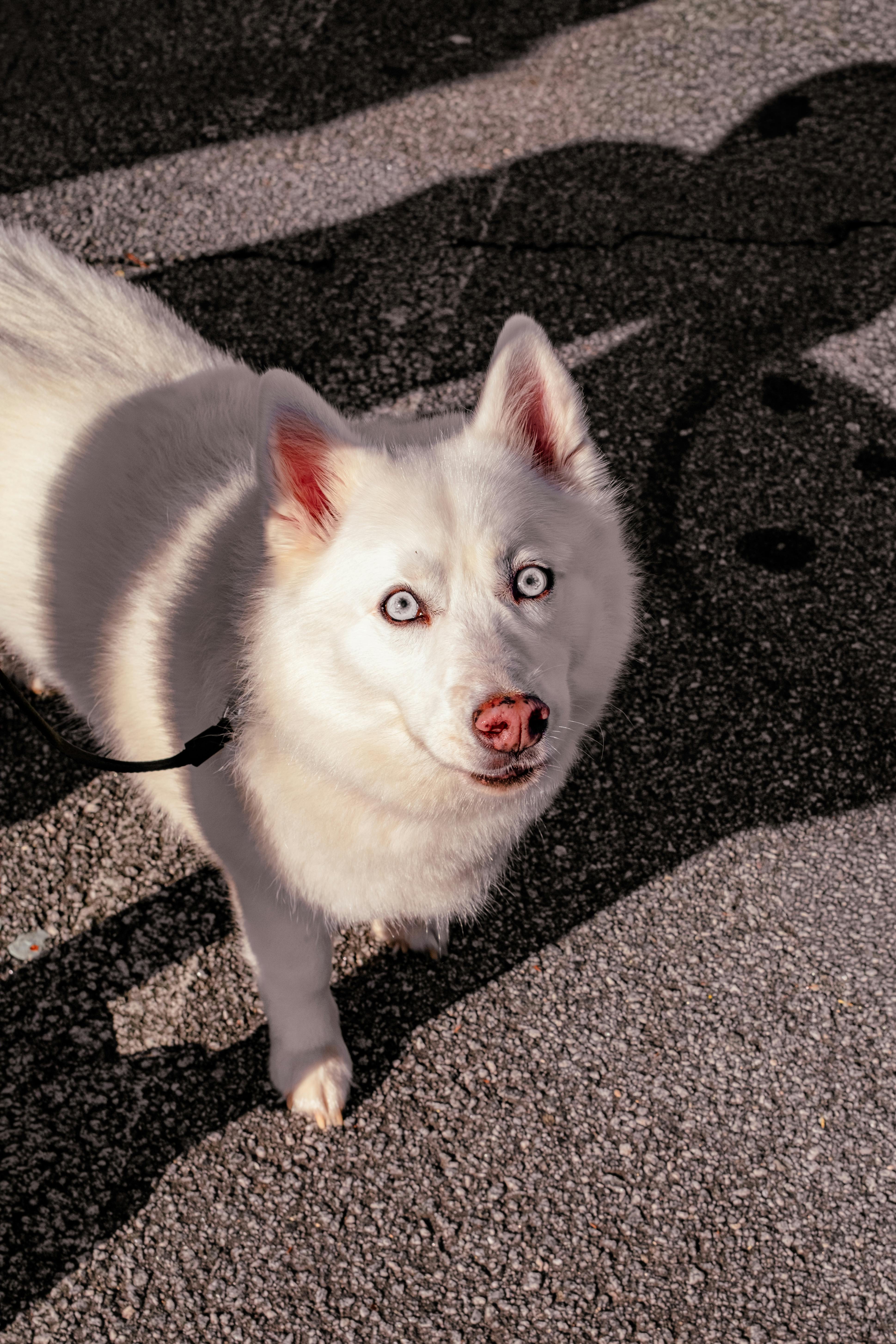 Oled+Images+Steelseries Photos, Download The BEST Free Oled+Images ...