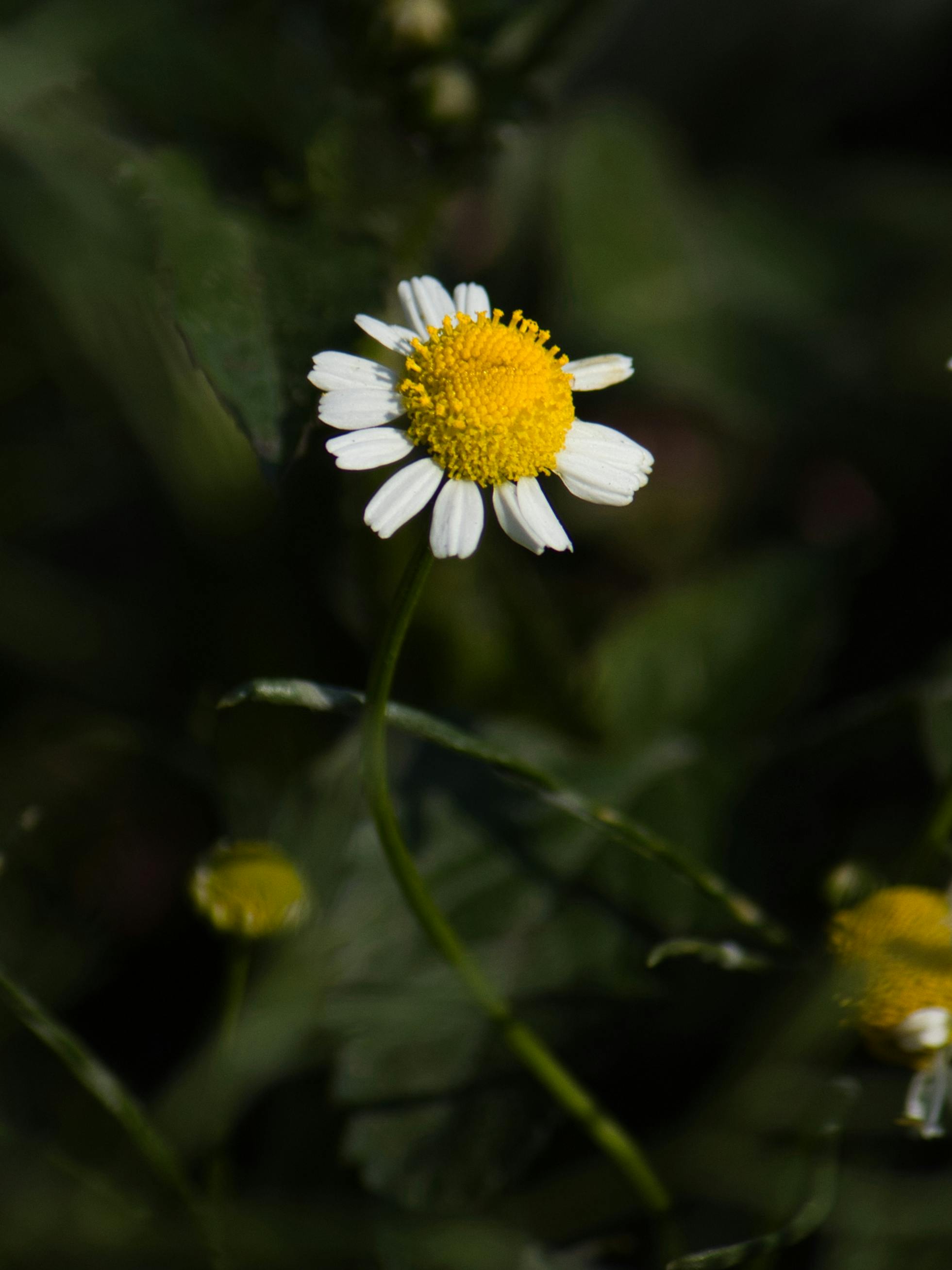 Primer Plano De Una Flor De Manzanilla Amarilla En México · Foto de ...
