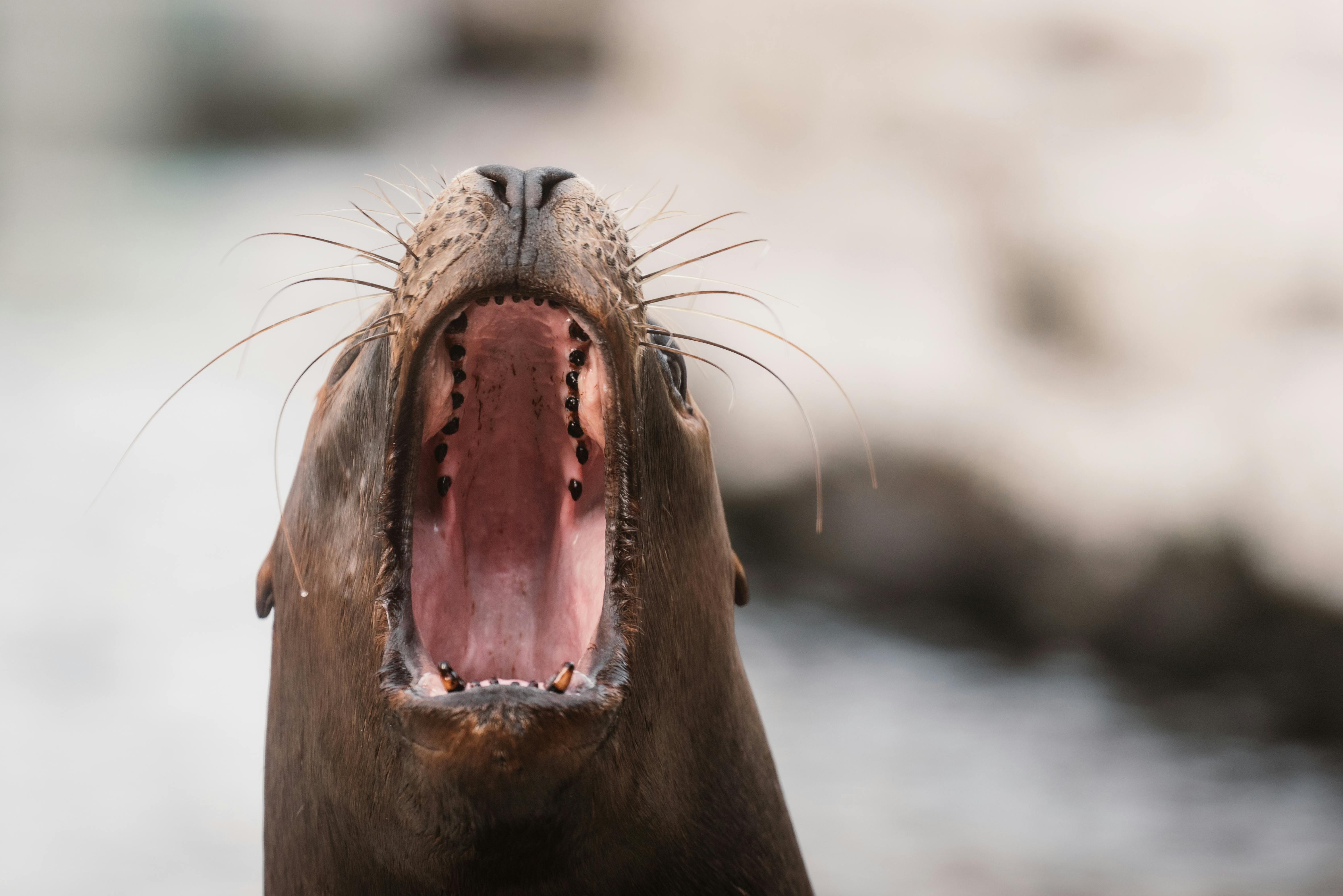 4k Wallpaper Nazi Hitler Photos, Download The BEST Free 4k Wallpaper ...