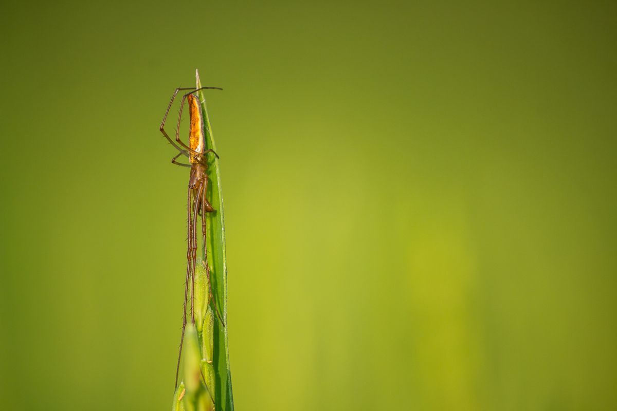 Senpai Spider Photos, Download The BEST Free Senpai Spider Stock Photos ...