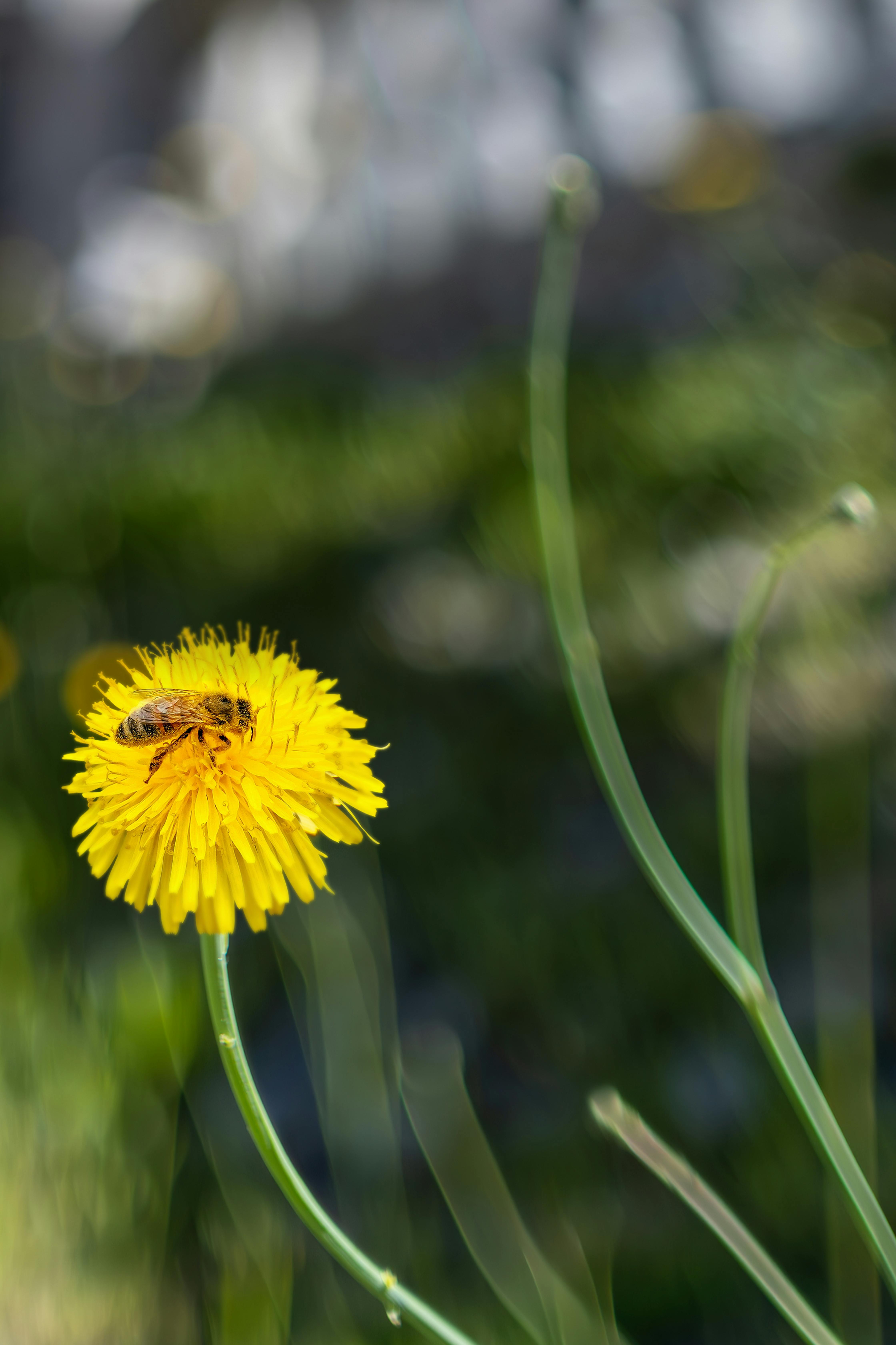Abeja Polinizando Un Diente De León Amarillo Brillante En Primavera ...