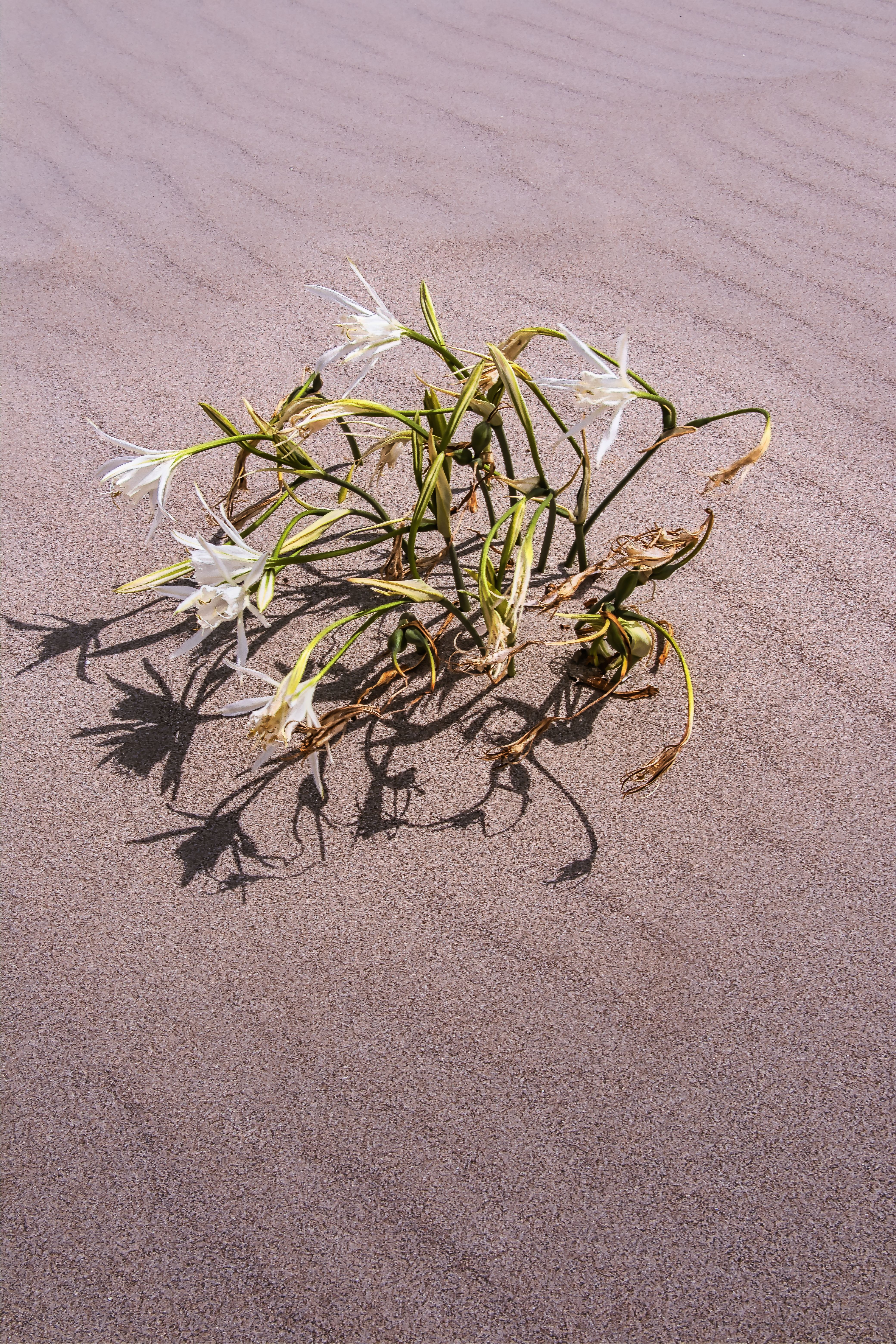 Beach Lily Plant on Sardinian Sand Dunes · Free Stock Photo