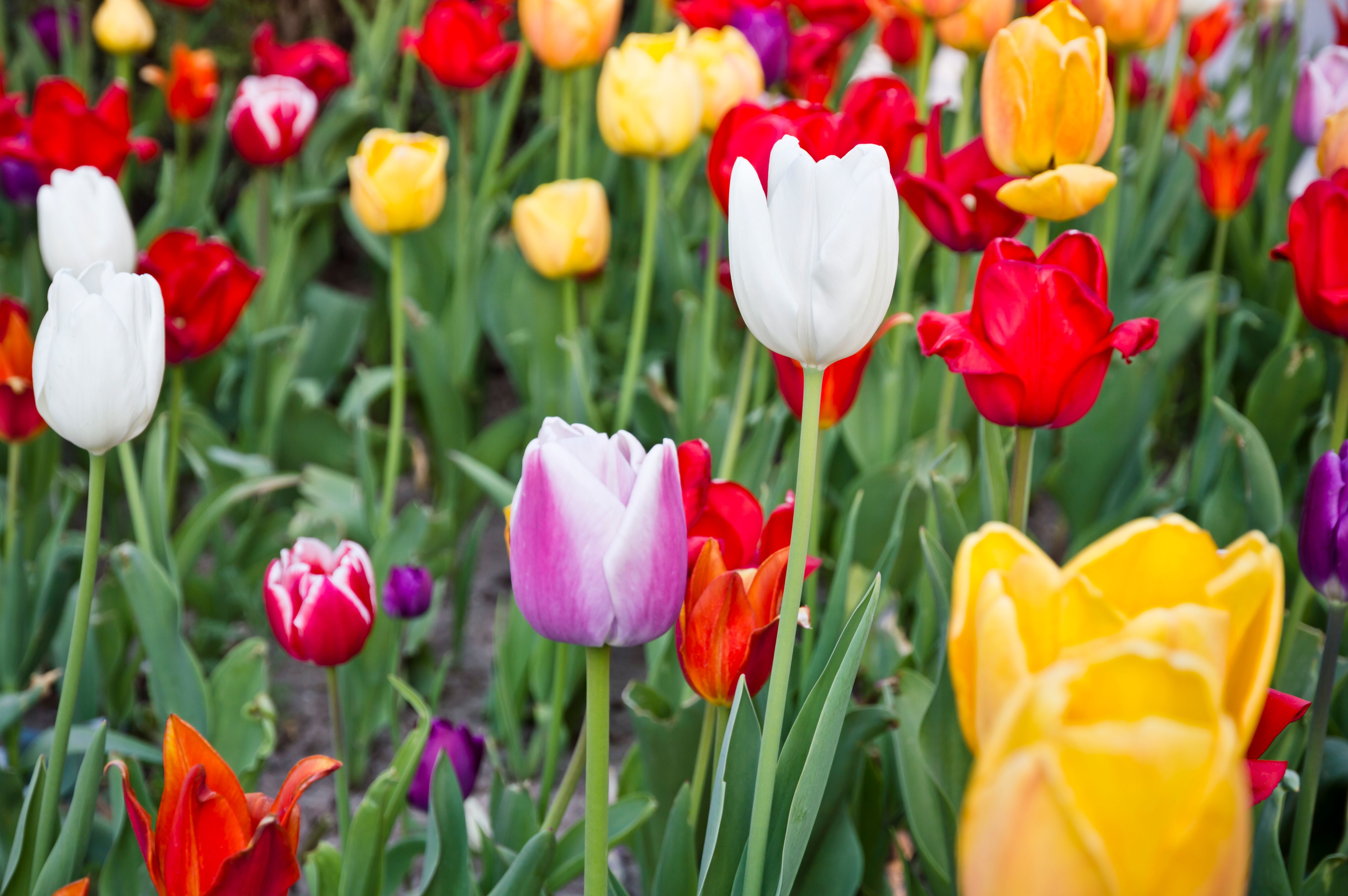 Gulab Flower Background Photos, Download The BEST Free Gulab Flower ...
