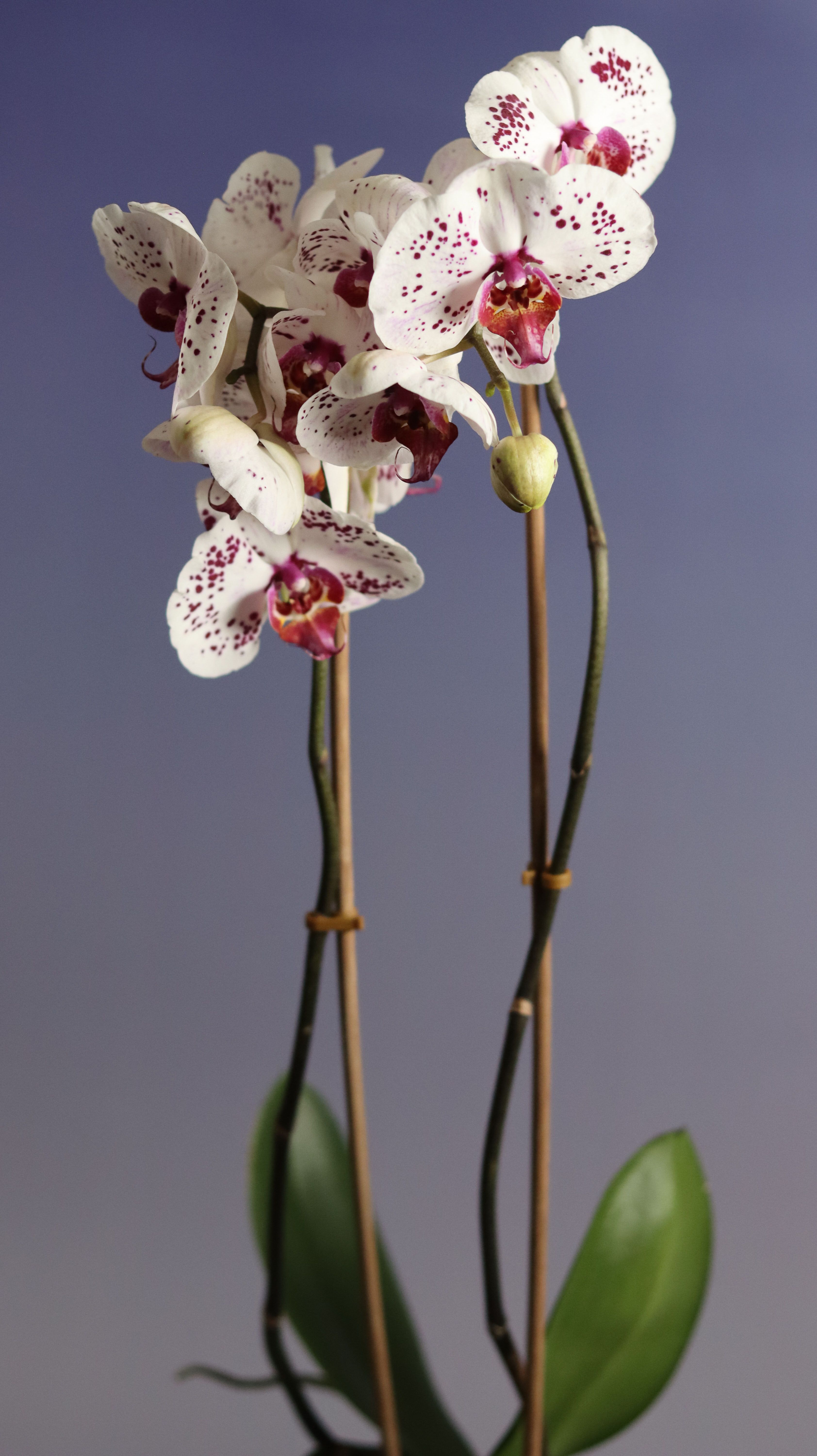 Chikanda Orchids Photos, Download The BEST Free Chikanda Orchids Stock ...