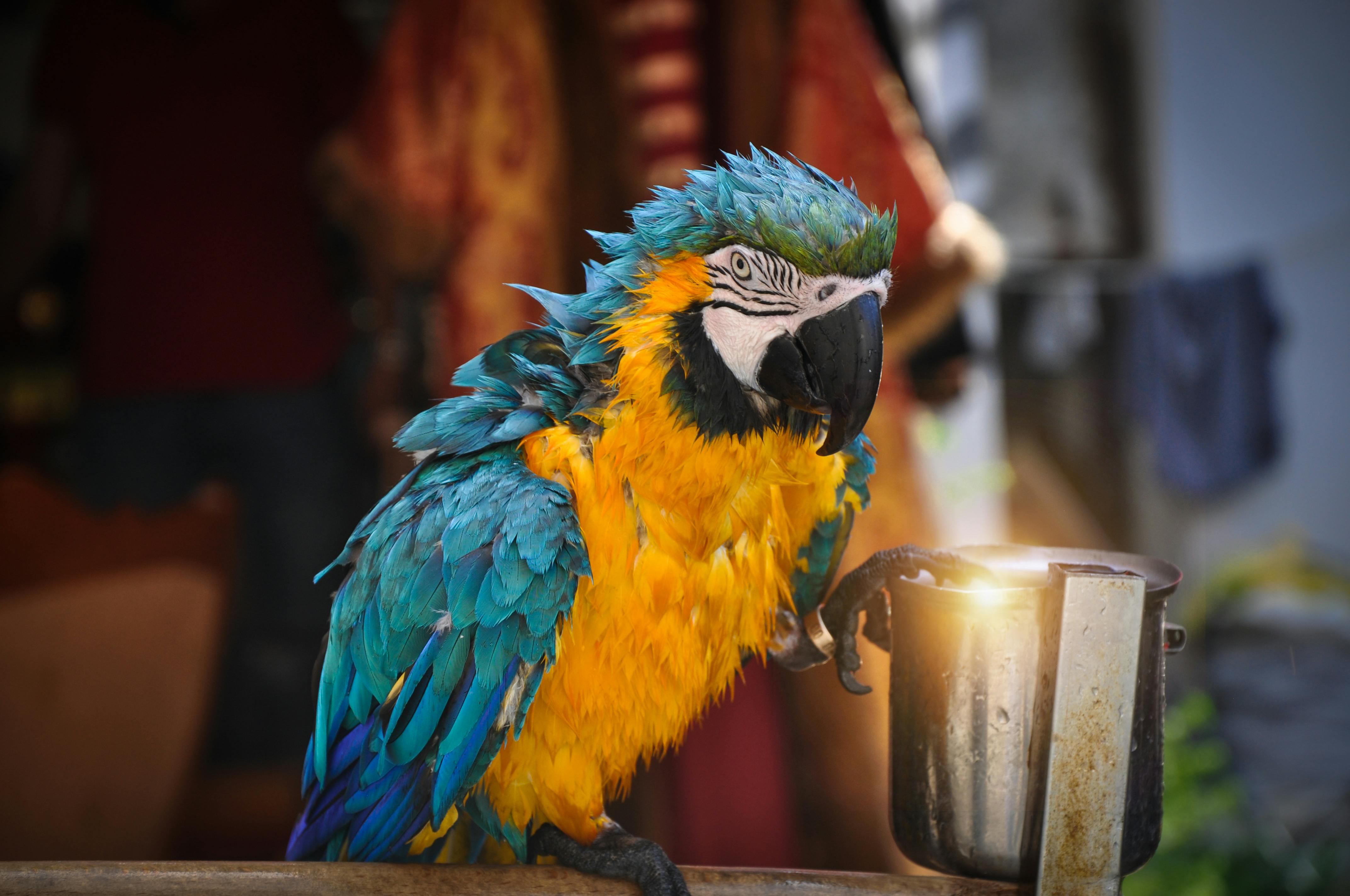 animals 25 Photos & Videos Collected by Ahmed Mulla