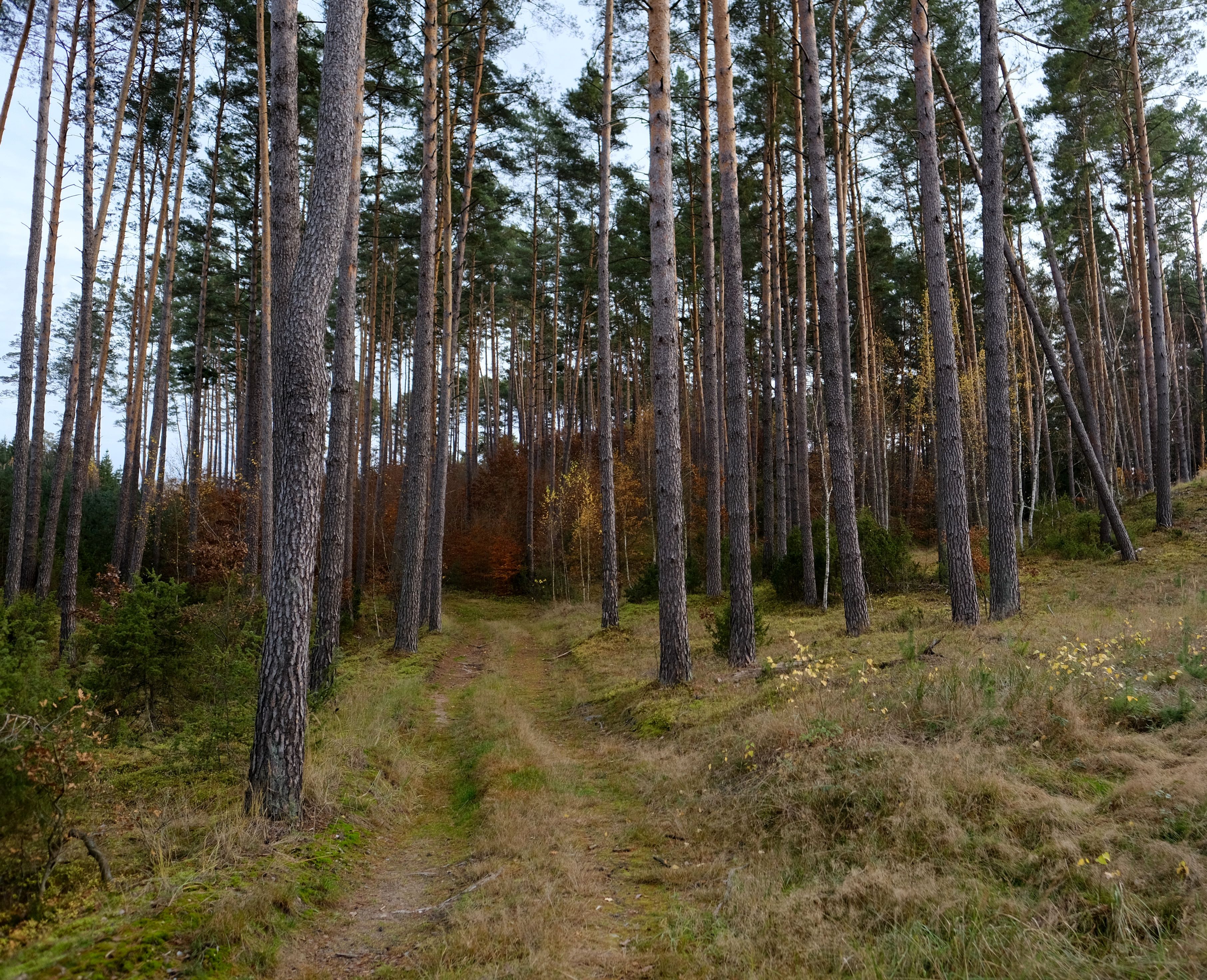 Tall Pine Forest Path in Autumn · Free Stock Photo