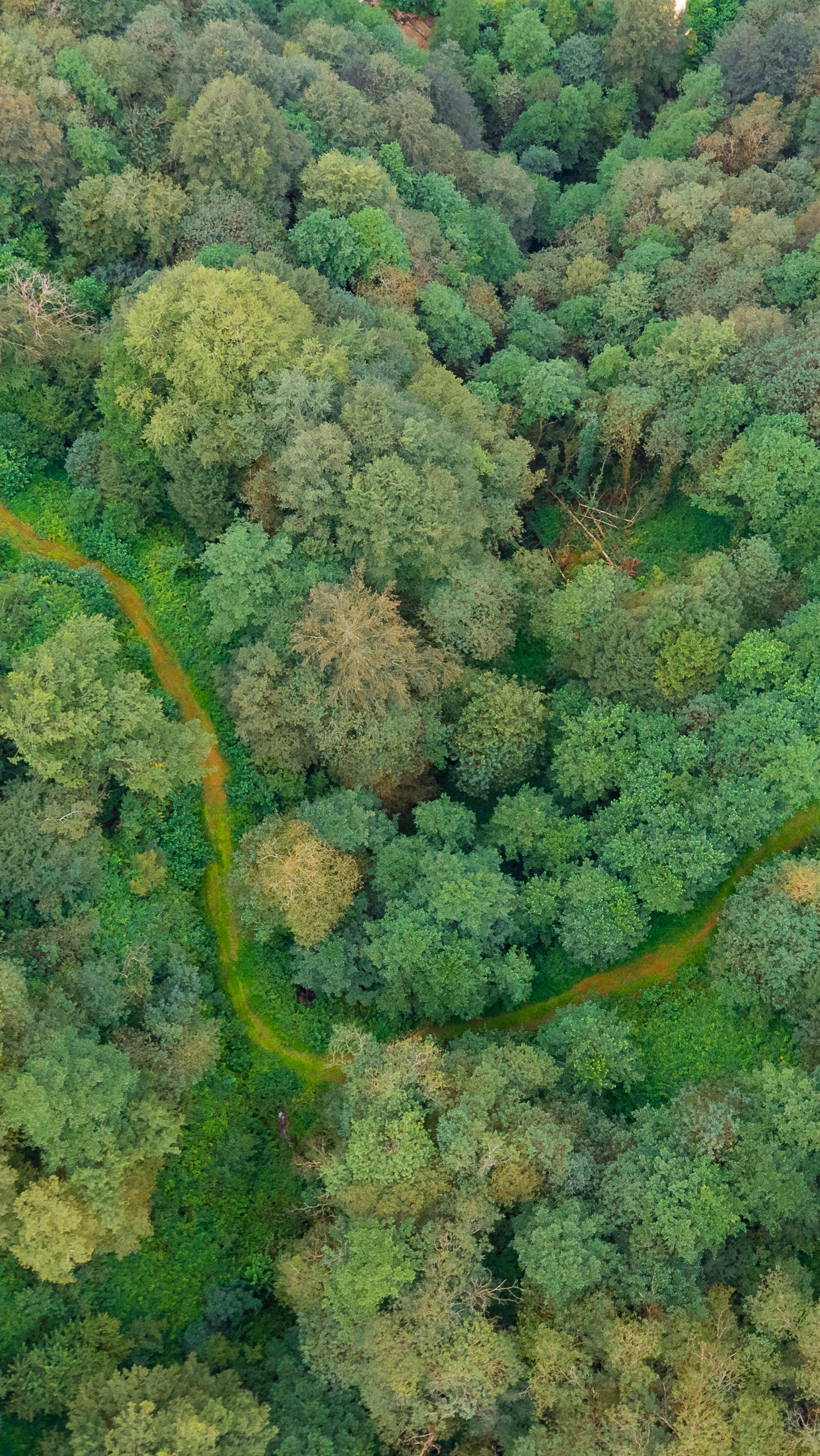 Aerial View of Lush Green Forest in Trabzon, Türkiye · Free Stock Photo