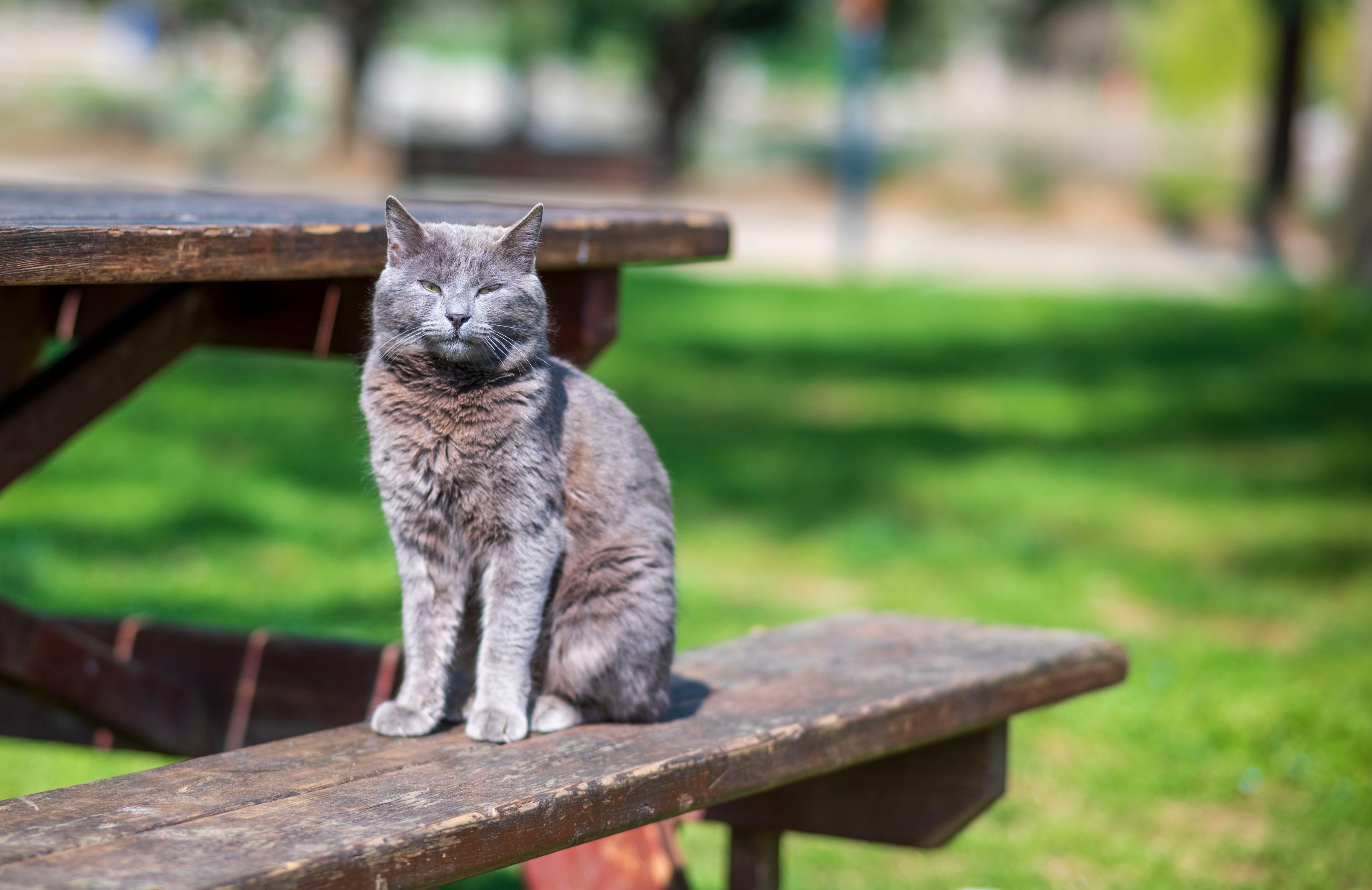 Emo Cat Photos, Download The BEST Free Emo Cat Stock Photos & HD Images
