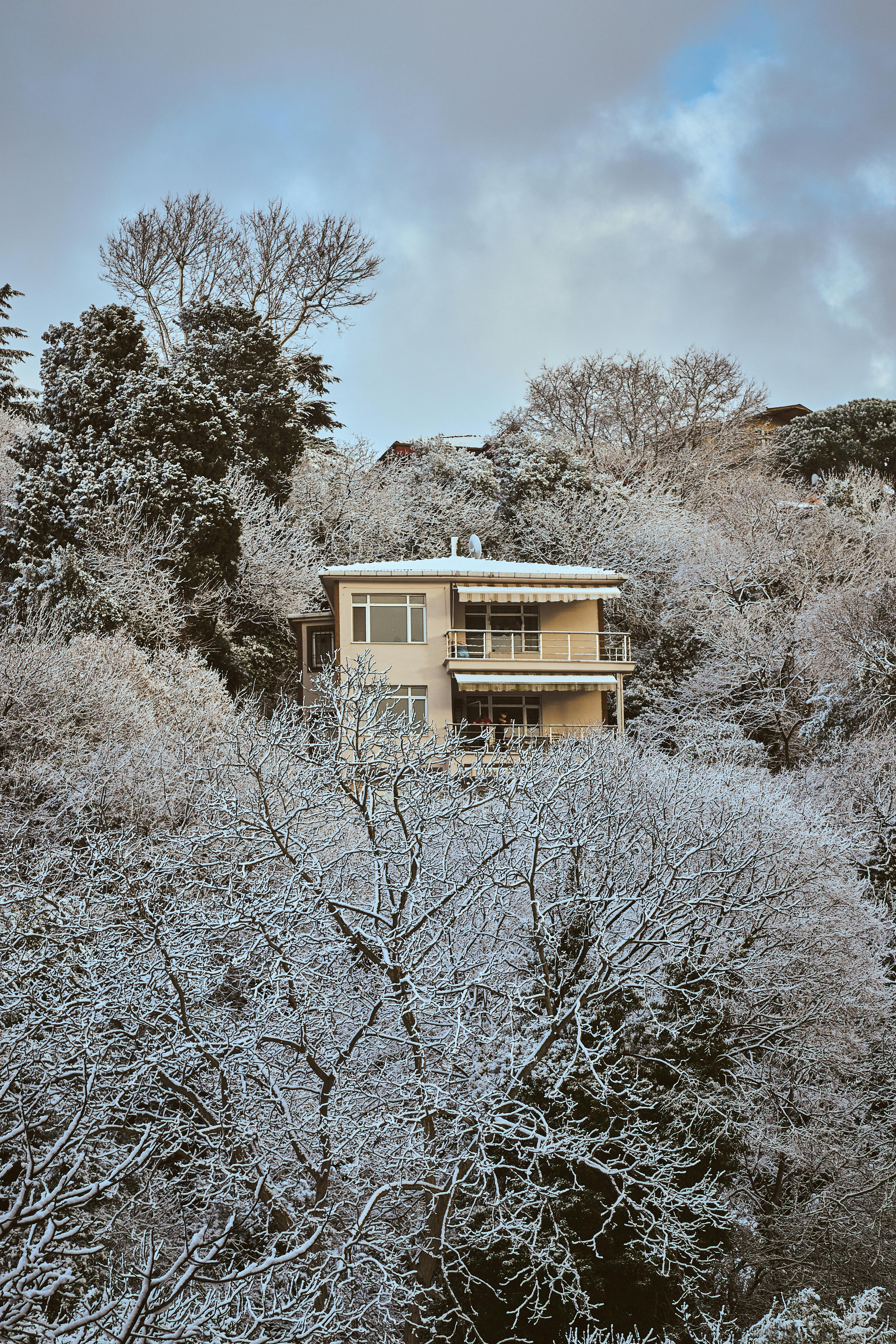 Real Cats Photos, Download The BEST Free Real Cats Stock Photos & HD Images