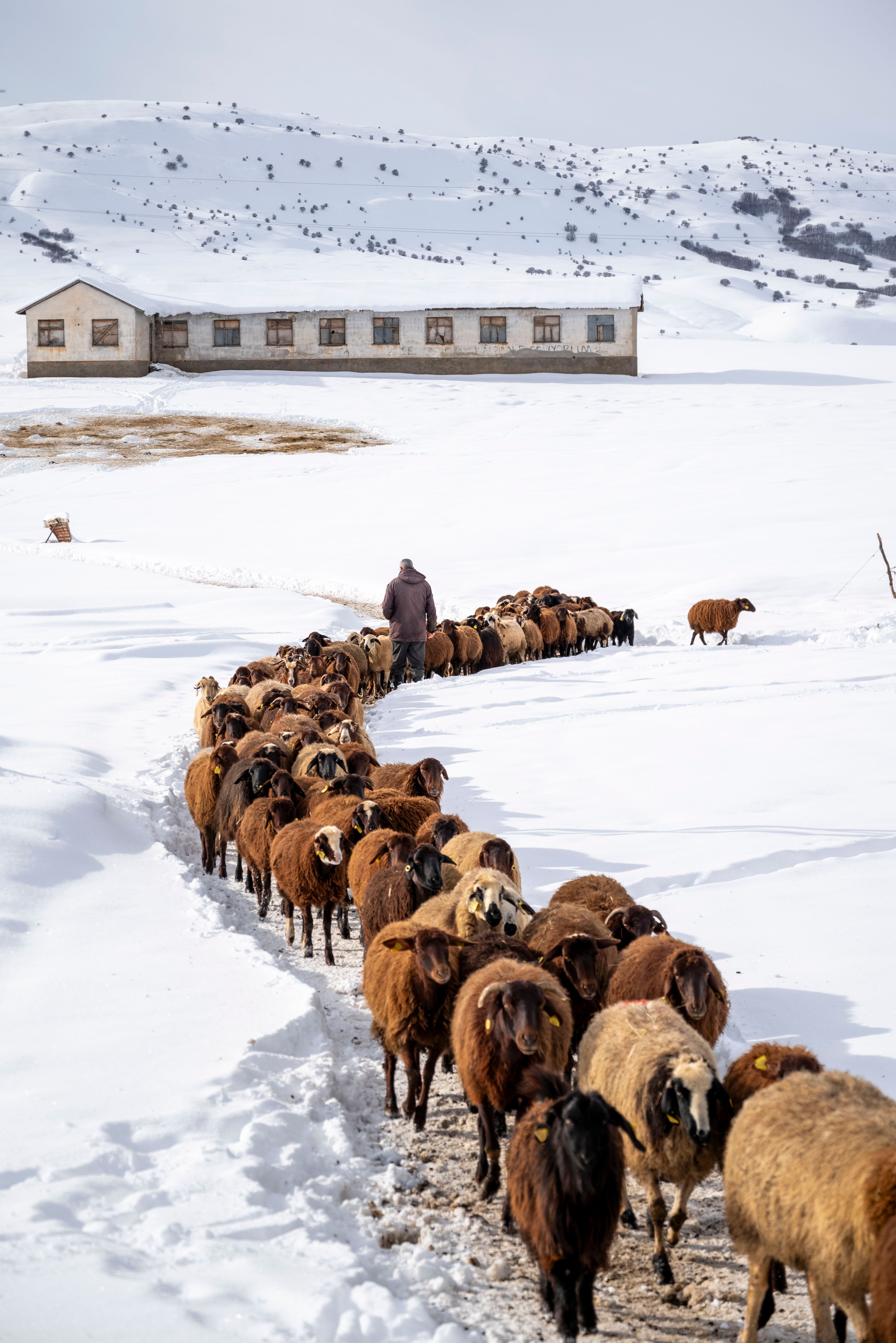 Shepherd leading sheep through snowy landscape · Free Stock Photo