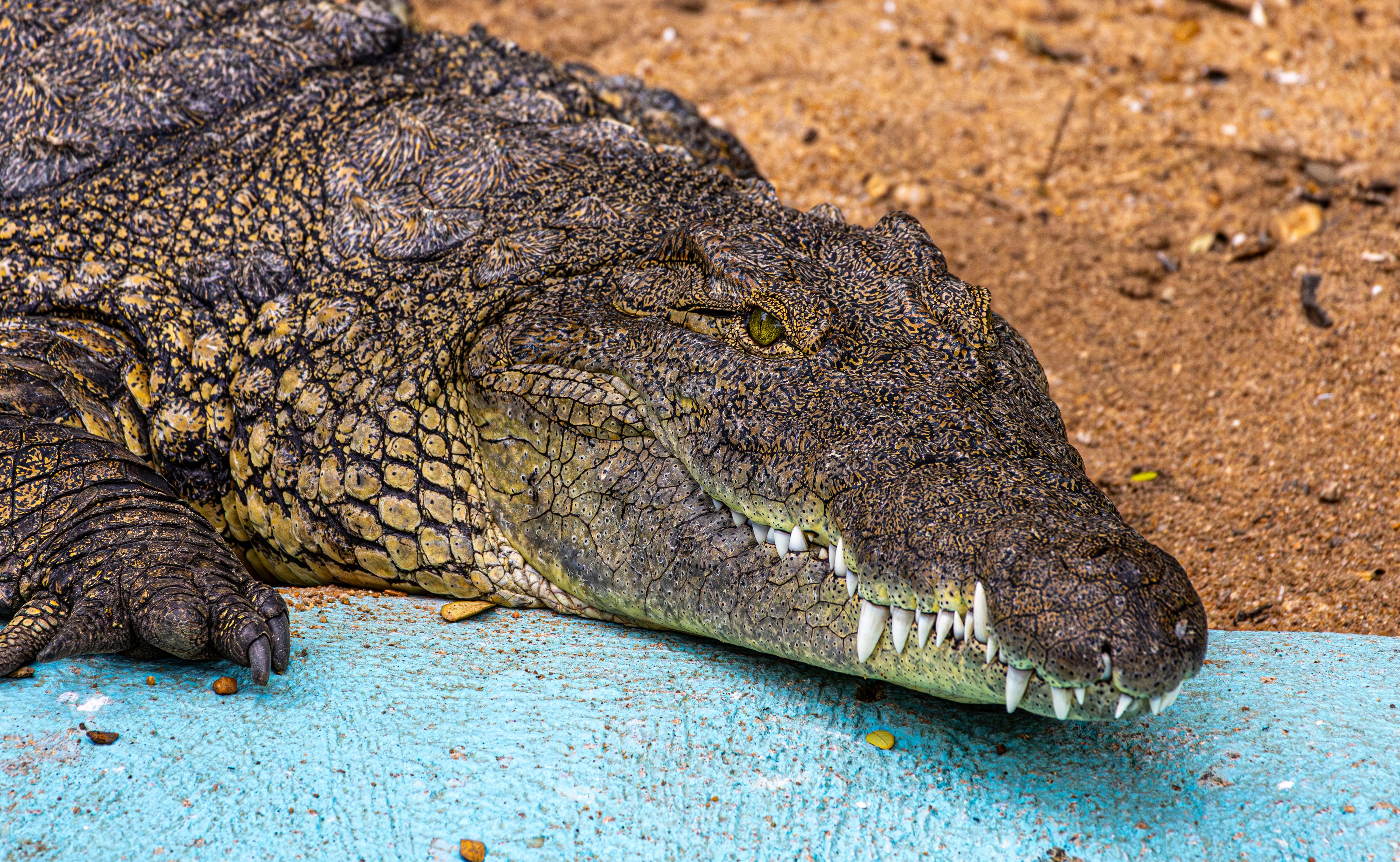 Close-Up of a Resting Crocodile on Dry Land · Free Stock Photo