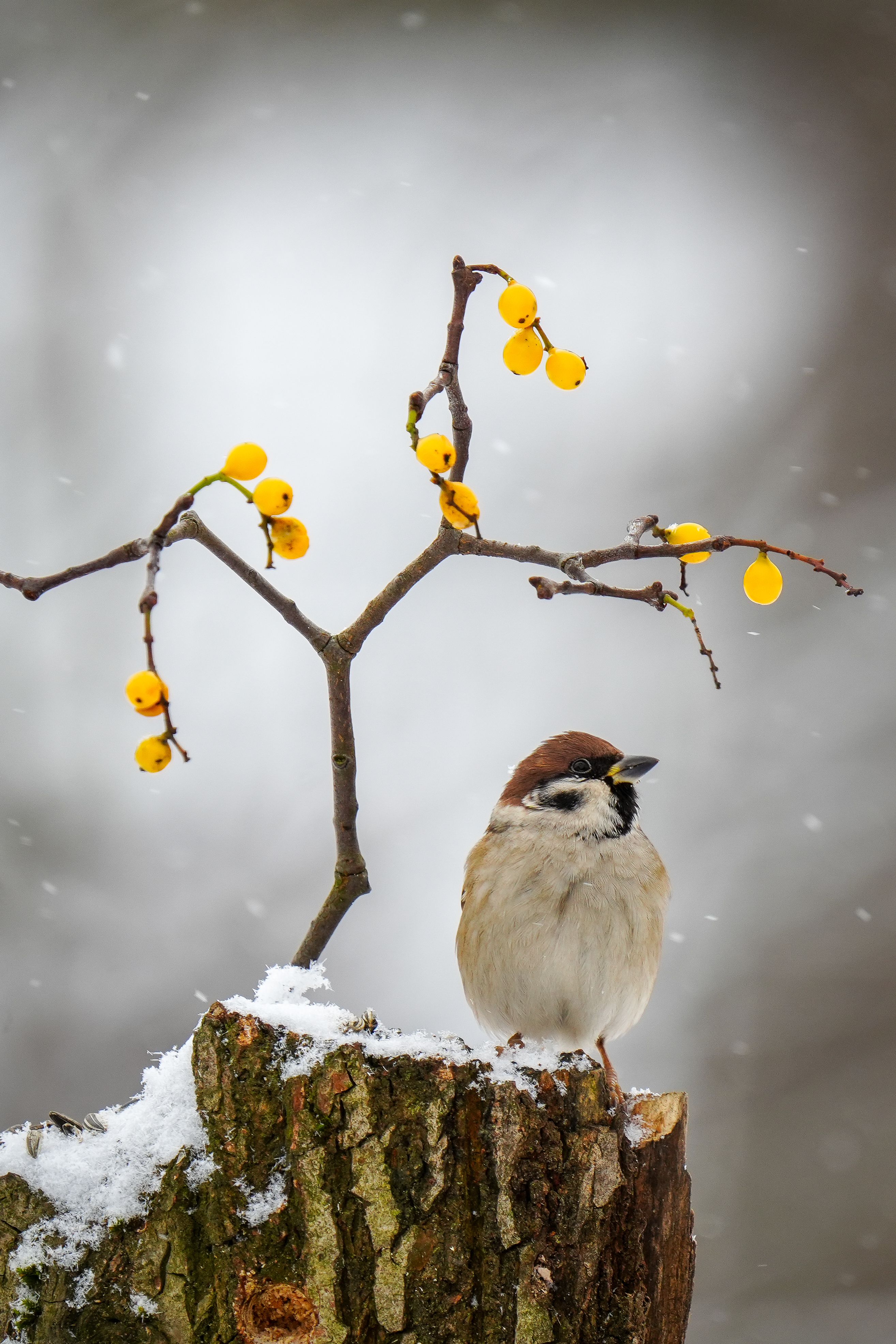 Snowy Day Photos, Download The BEST Free Snowy Day Stock Photos & HD Images