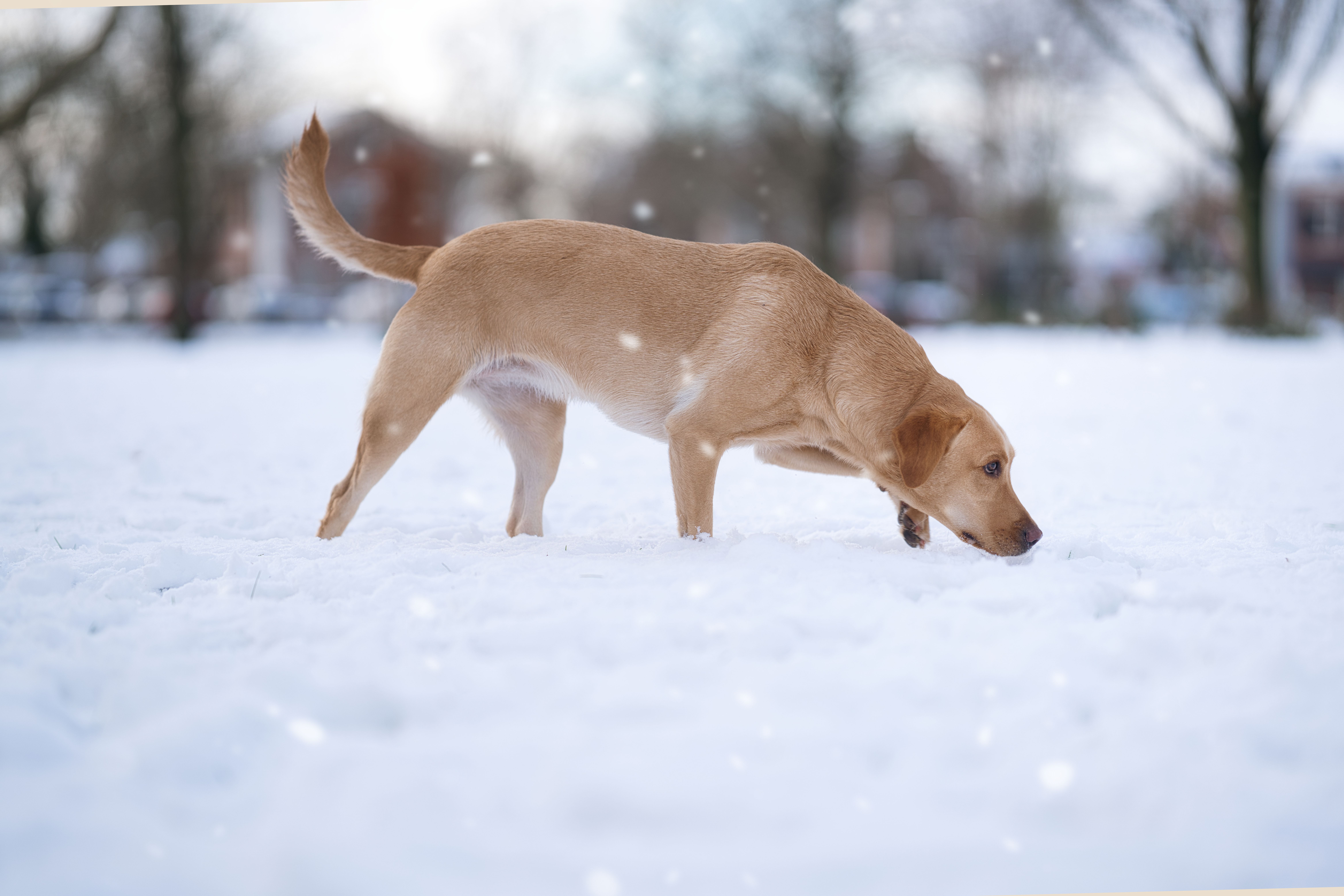 Golden Labrador Retriever in Snowy Winter Park · Free Stock Photo