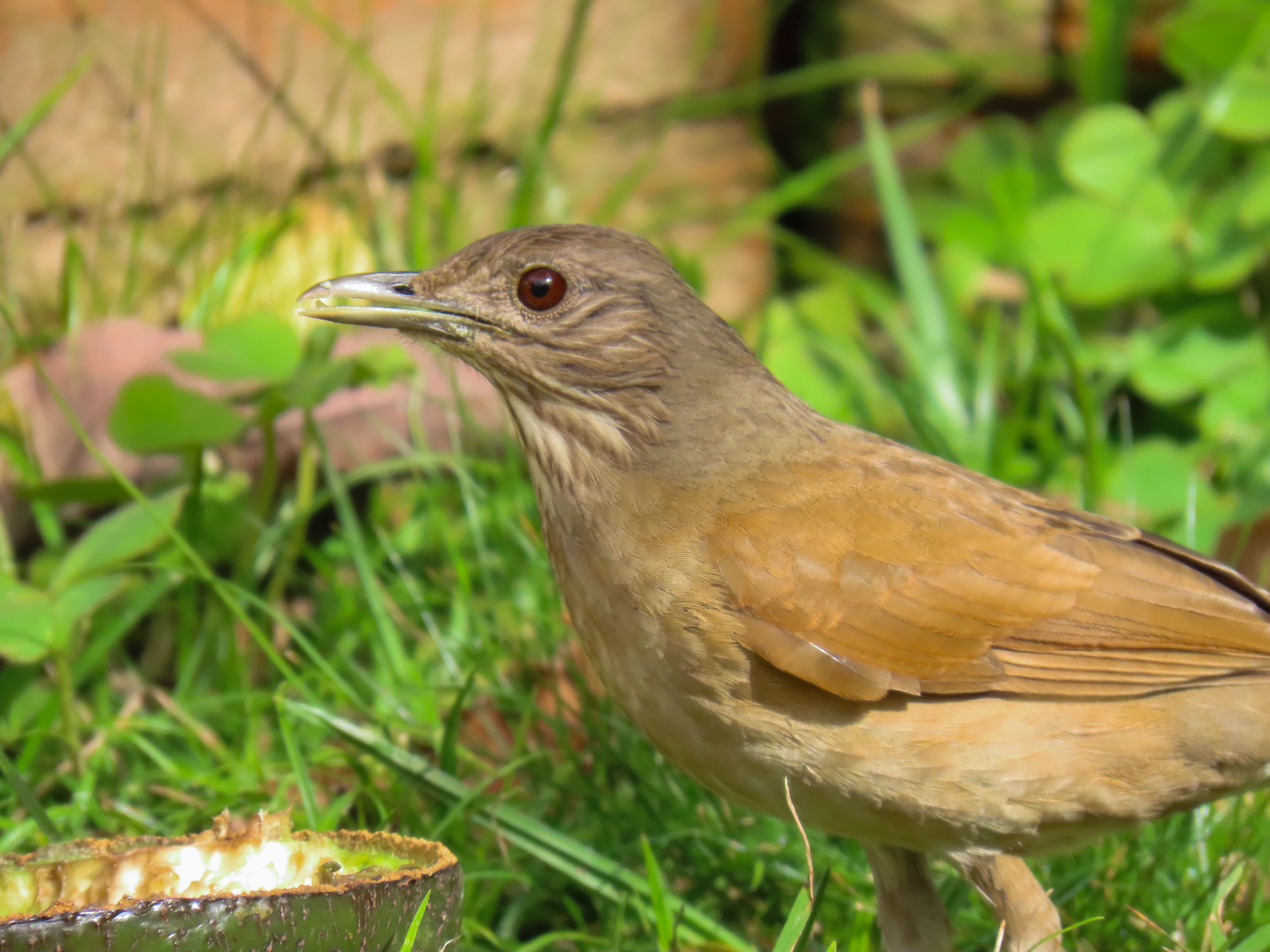 Close-Up of a Rufous-Bellied Thrush in Brazil · Free Stock Photo