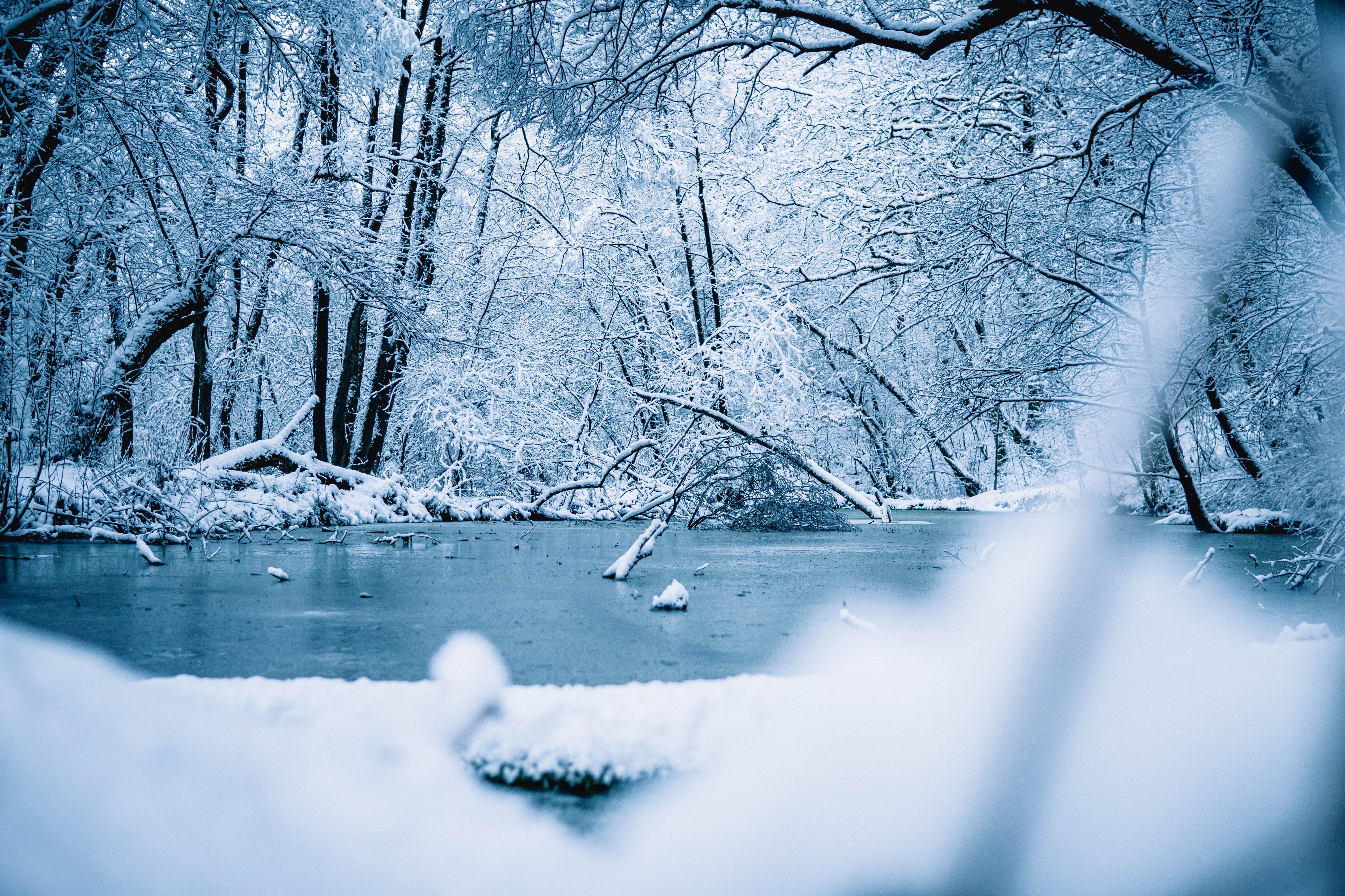 Serene Snow-Covered Forest and Frozen Stream · Free Stock Photo