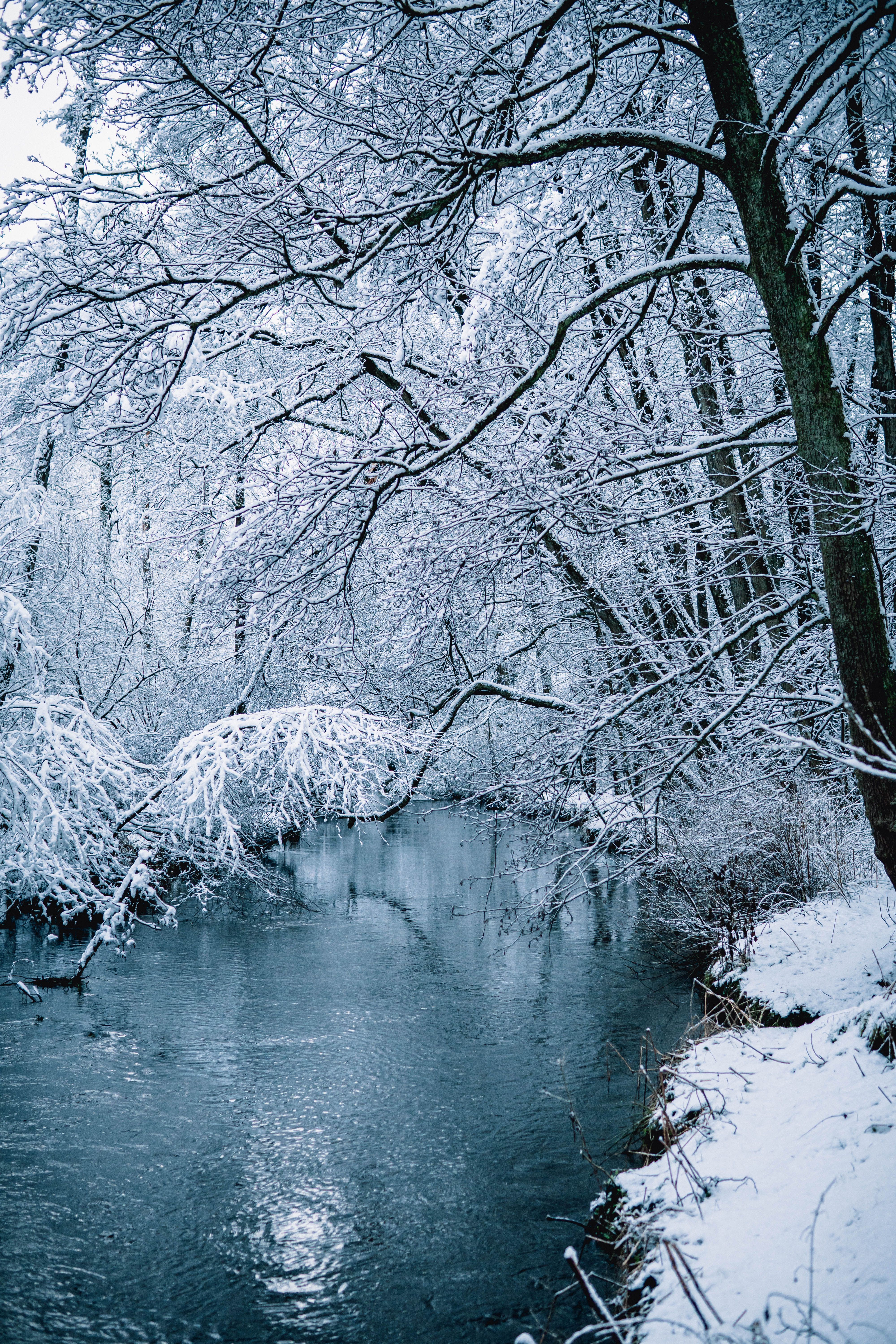 Woodland Stream Covered With Snow · Free Stock Photo